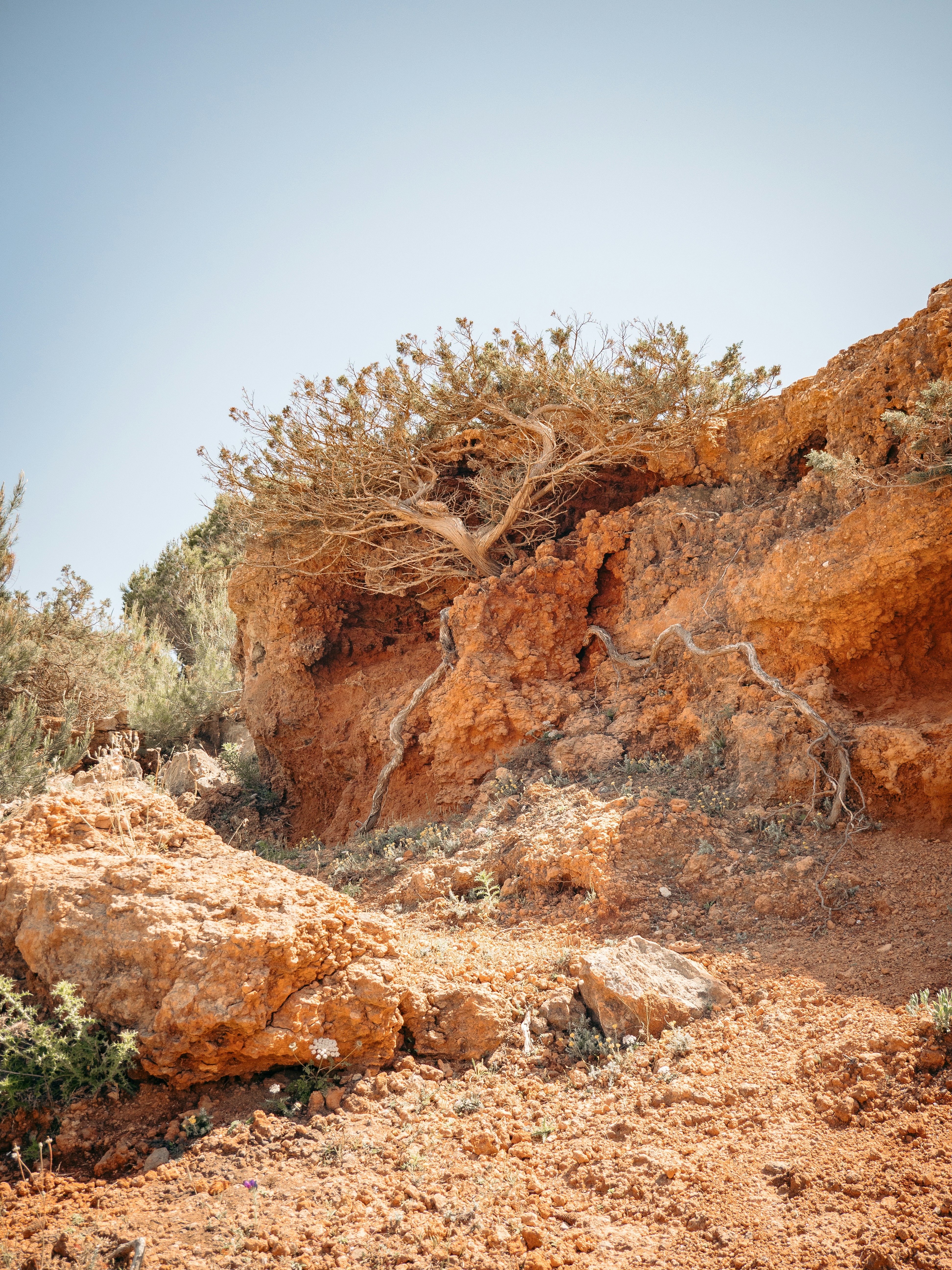 Gnarly Desert Tree Clings to a Terracotta Cliff Under a Pale Blue Sky