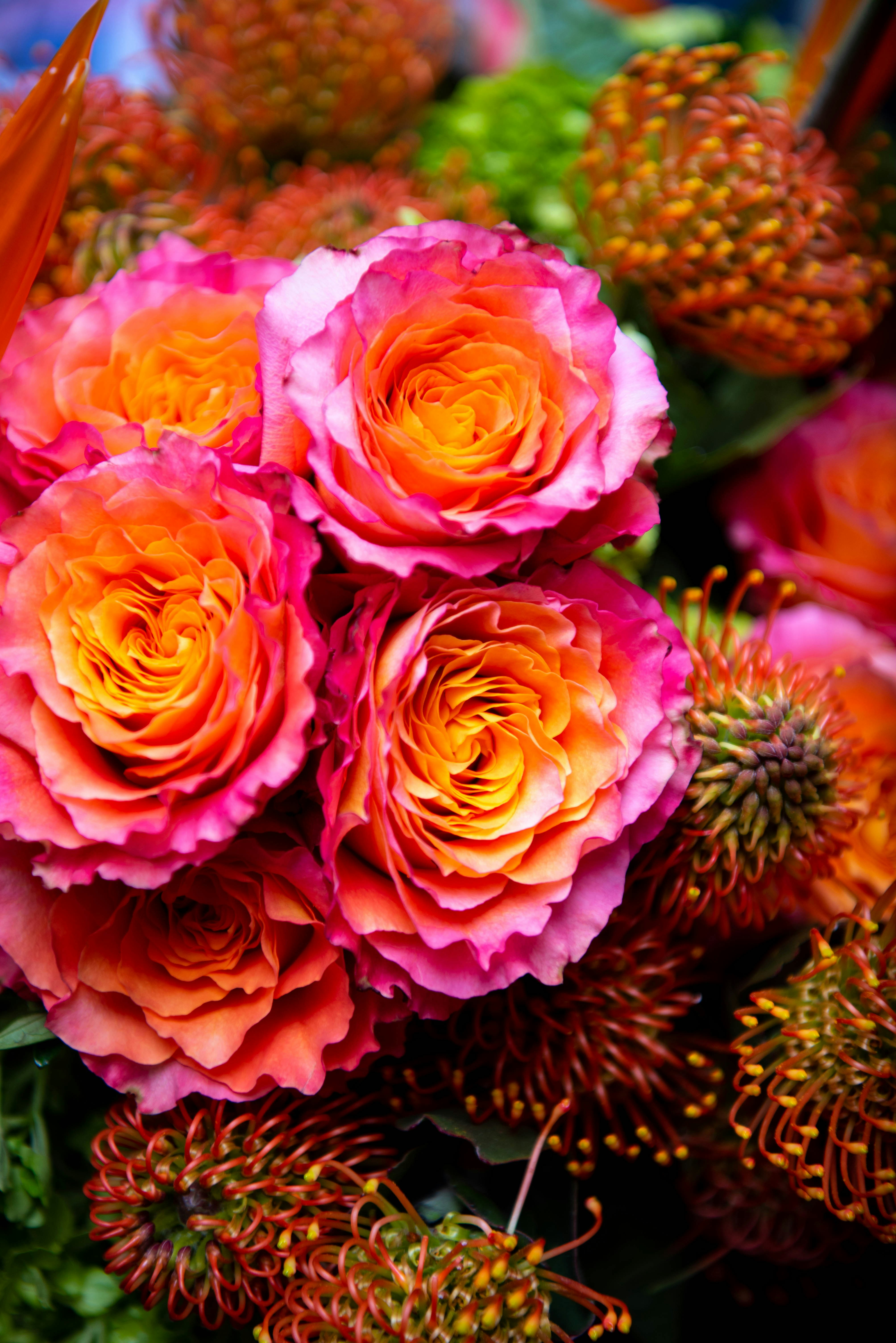 Petals in a Burst: A Close-Cropped Parade of Roses and Protea