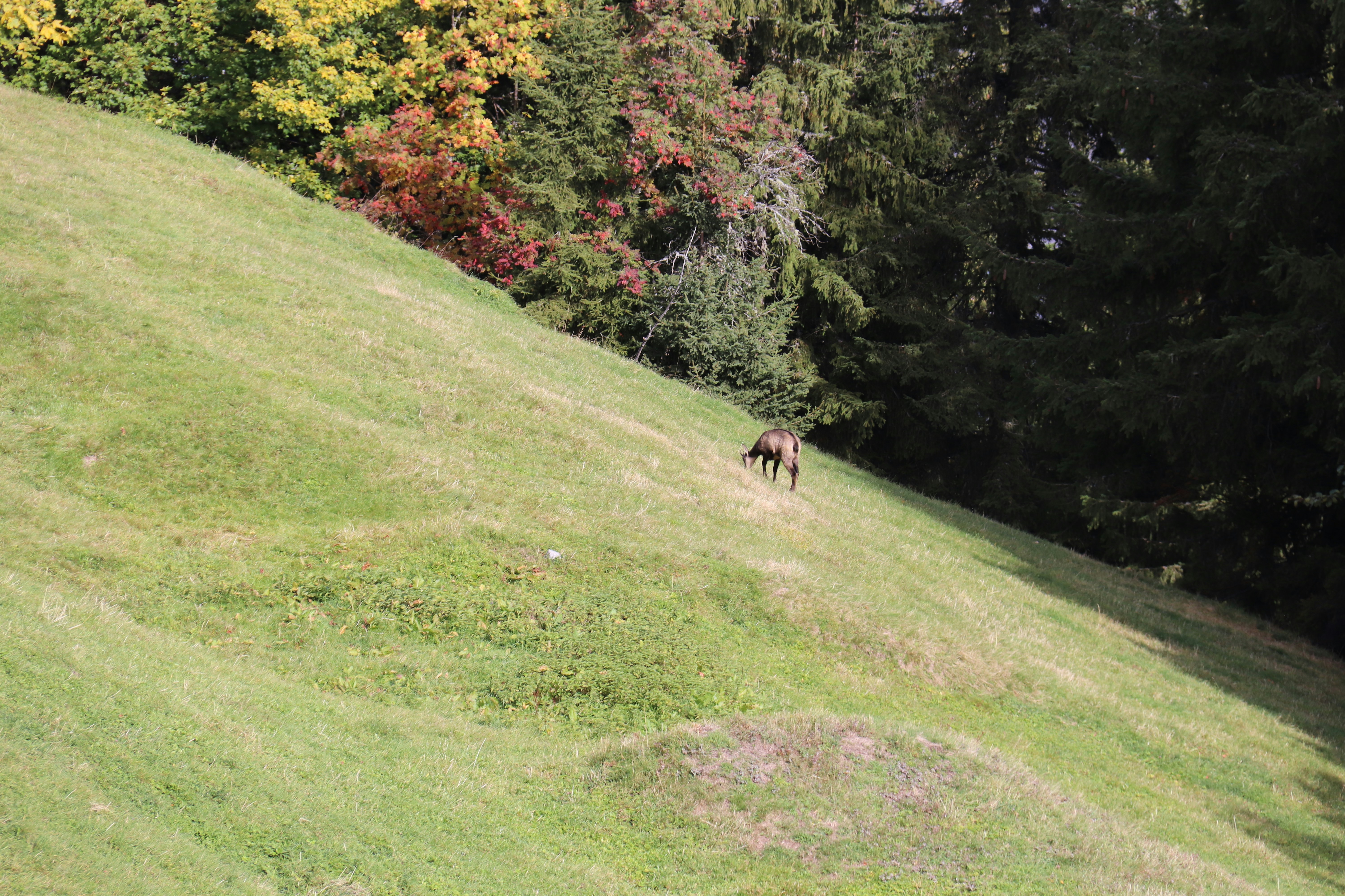 Lone deer on a sunlit hillside