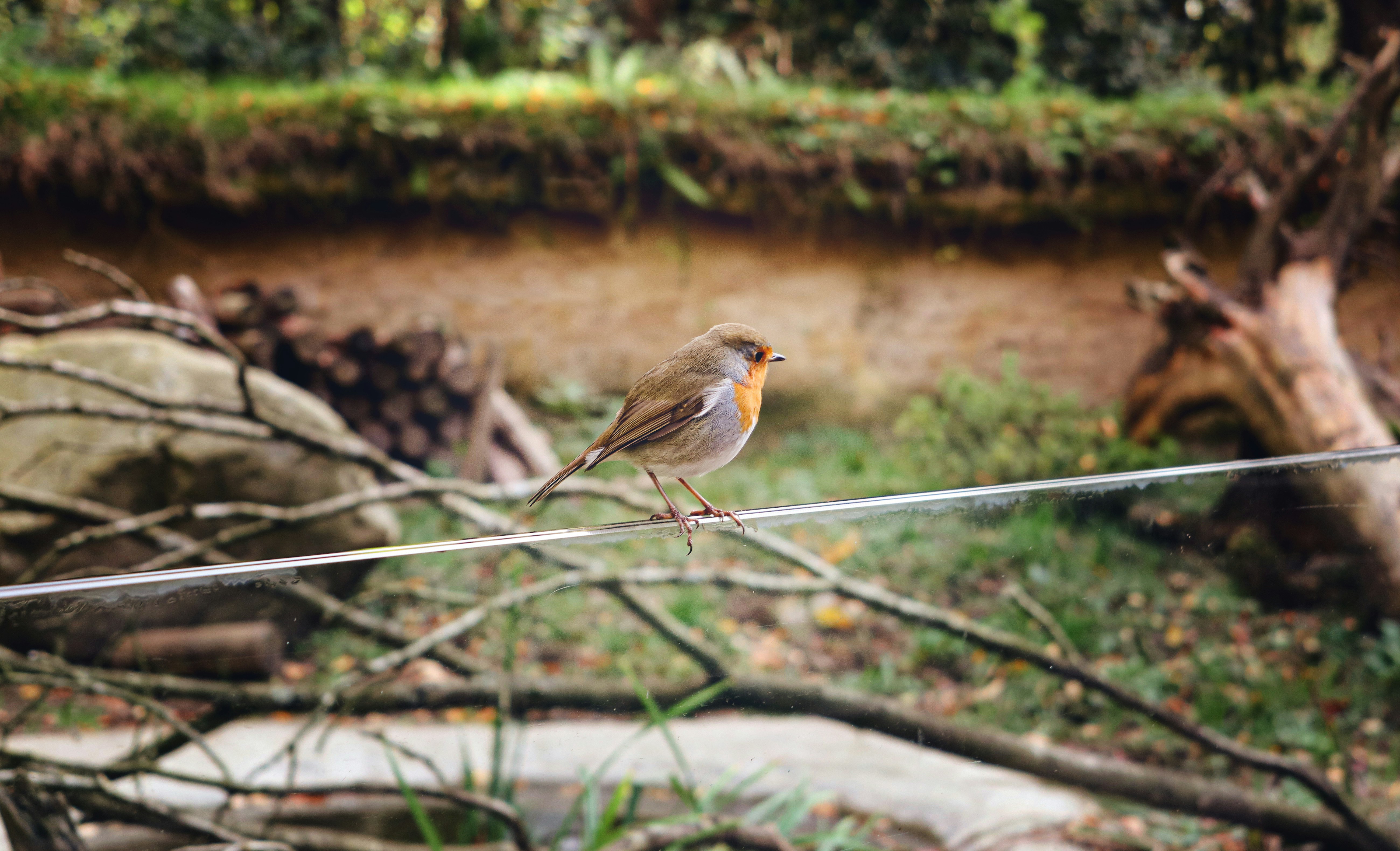 A Petite Brown Warbler Perches on a Thin Wire Above a Quiet Riverside