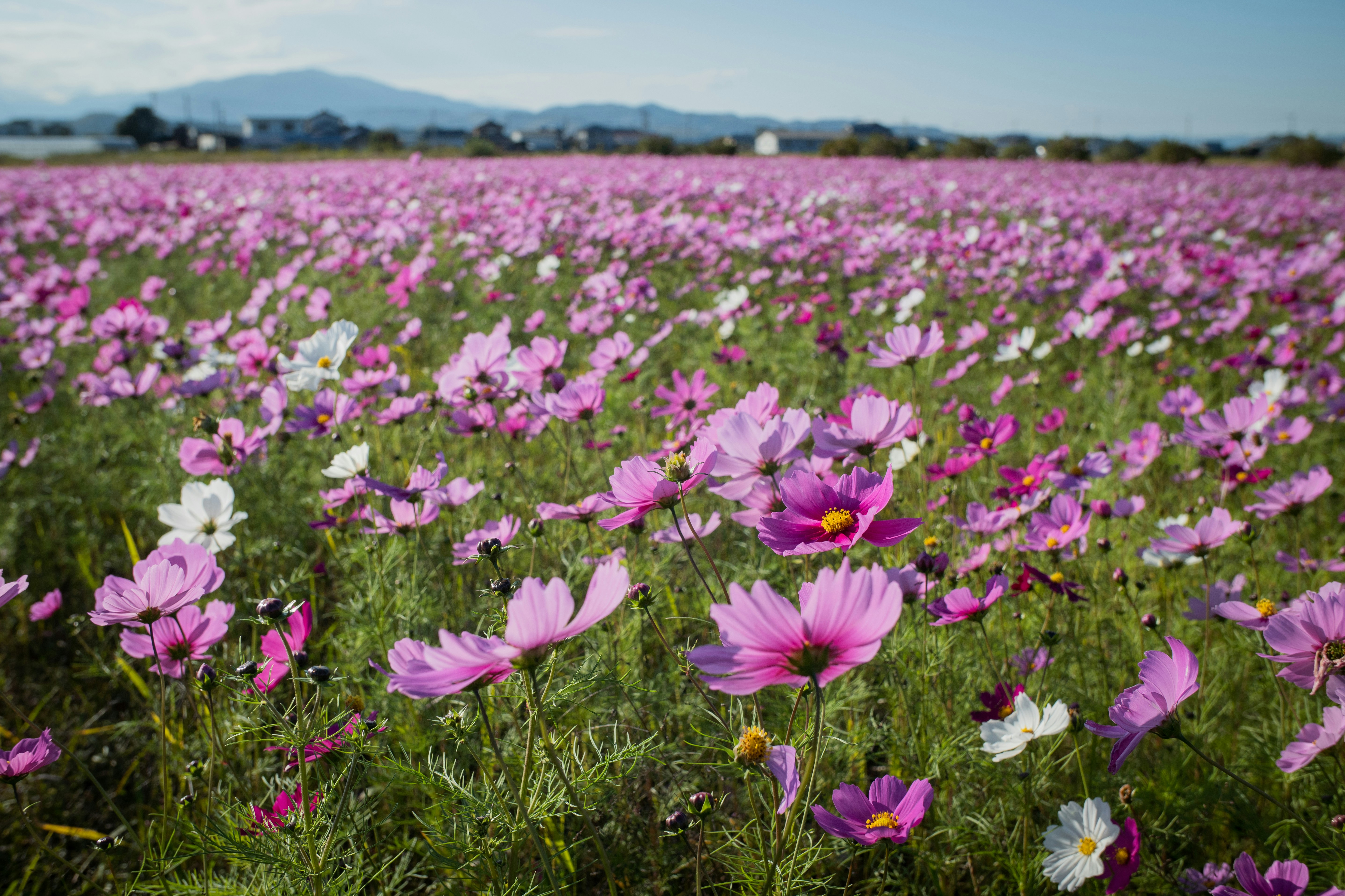 a field of purple flowers