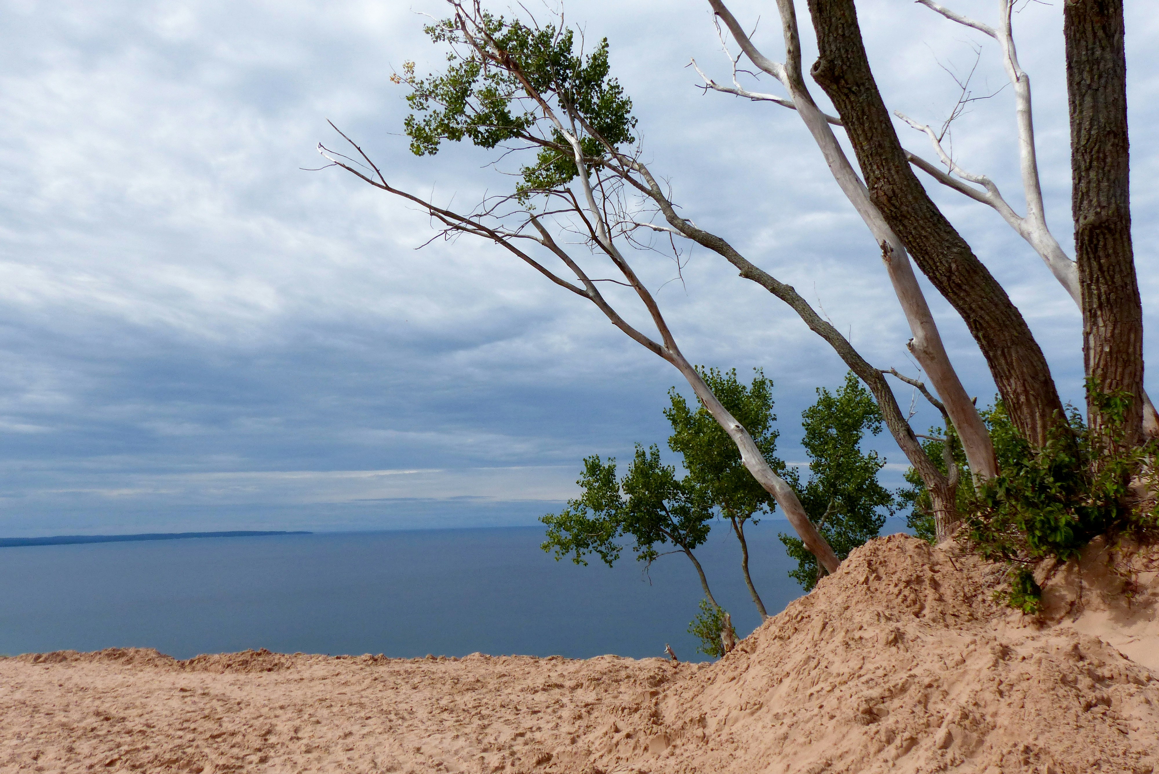 Edge of Silence: Pines Straddle the Sand Cliff Over a Quiet Sea
