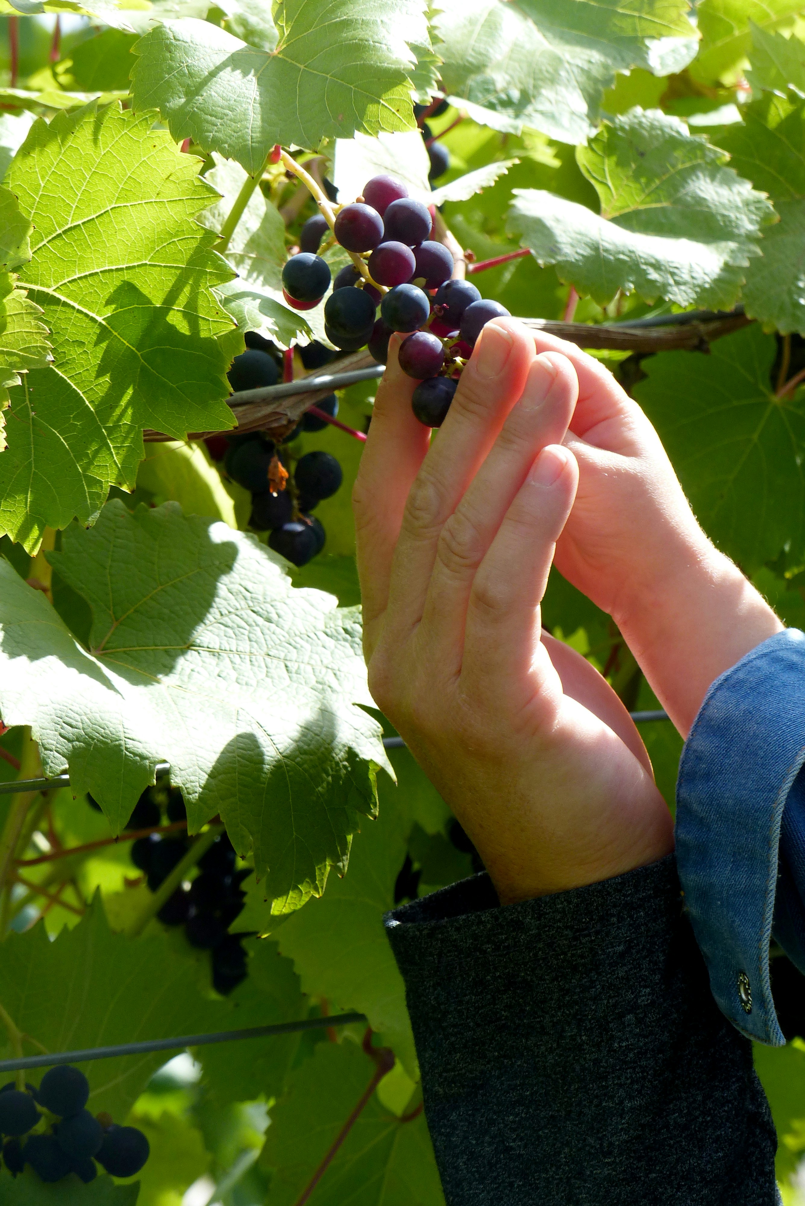 Hands delicately grasping ripe grapes amidst vibrant green leaves in a vineyard.
