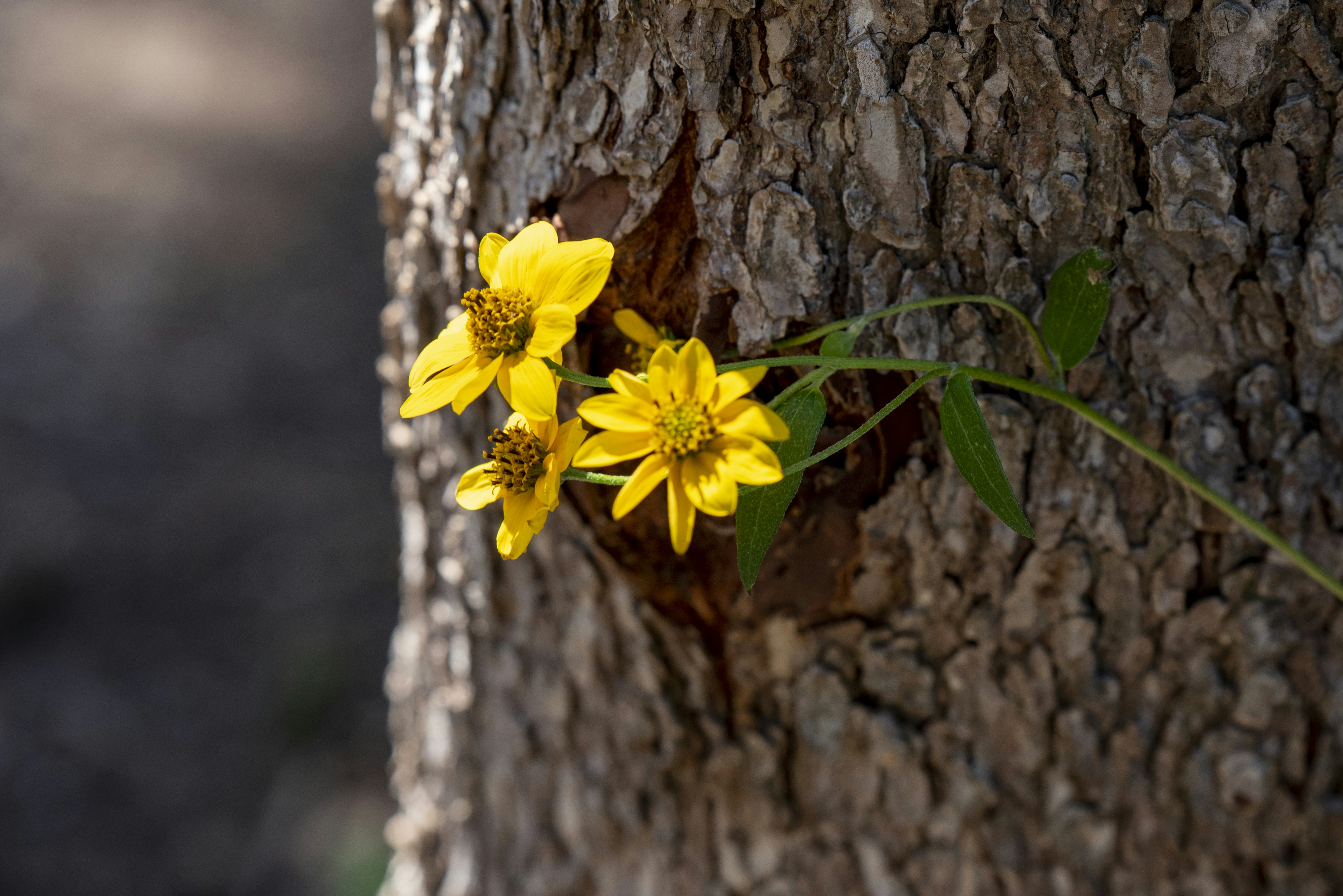 Sunlit Yellow Daisies Clinging to Rugged Bark