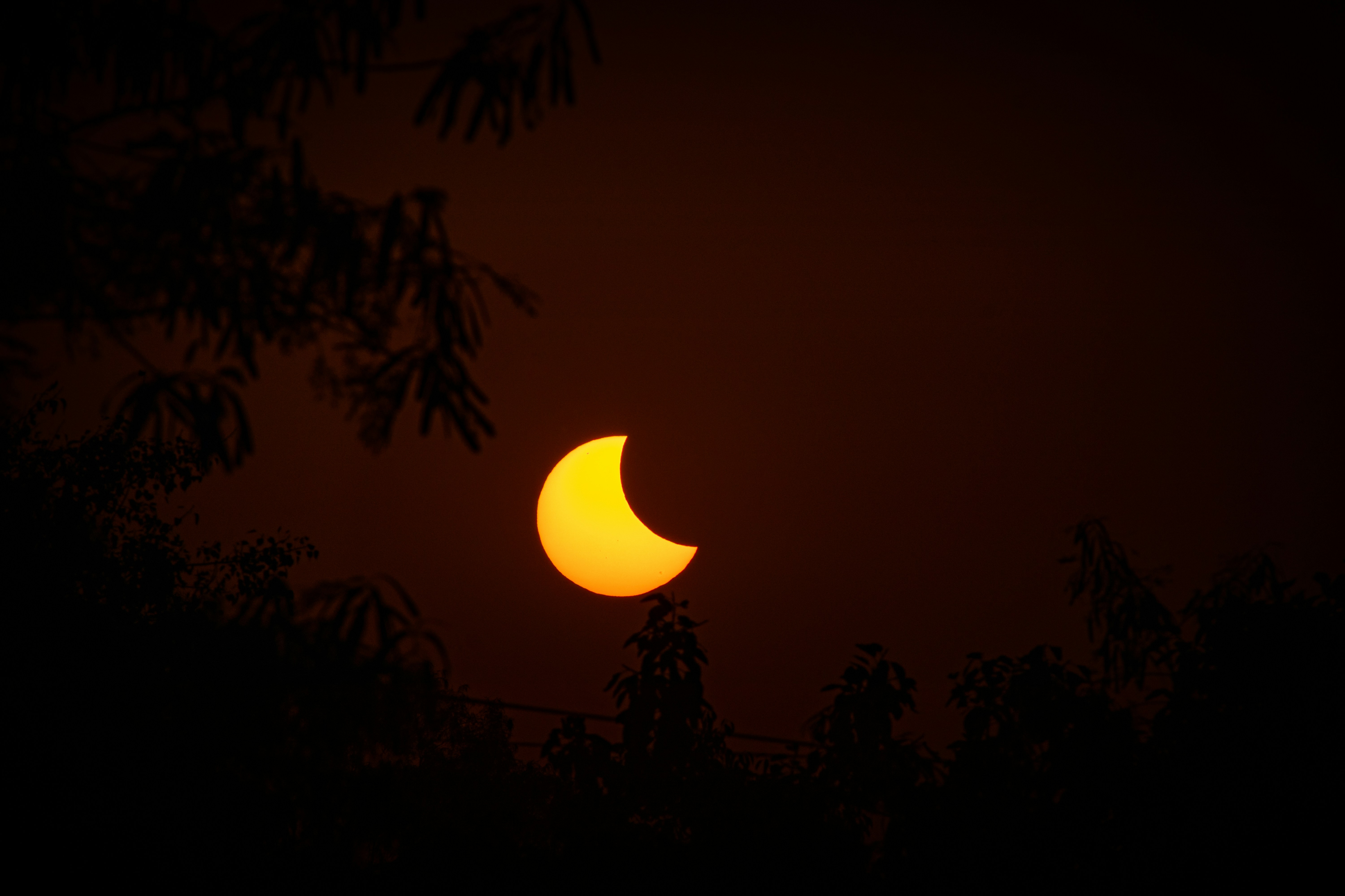 Partial Eclipse Over Quiet Foliage
