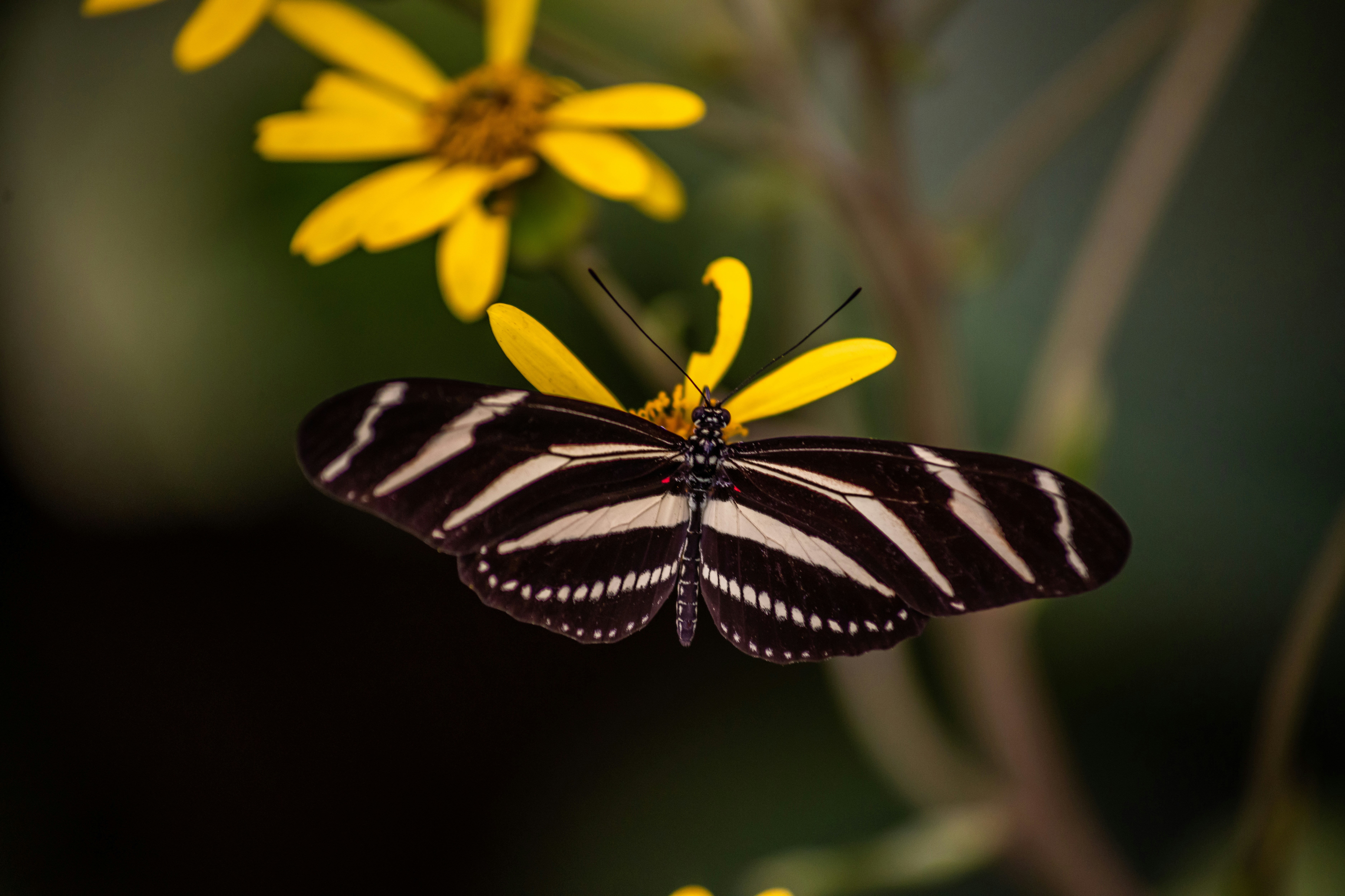 Zebra-Winged Butterfly Graces Golden Petals in Soft Focus