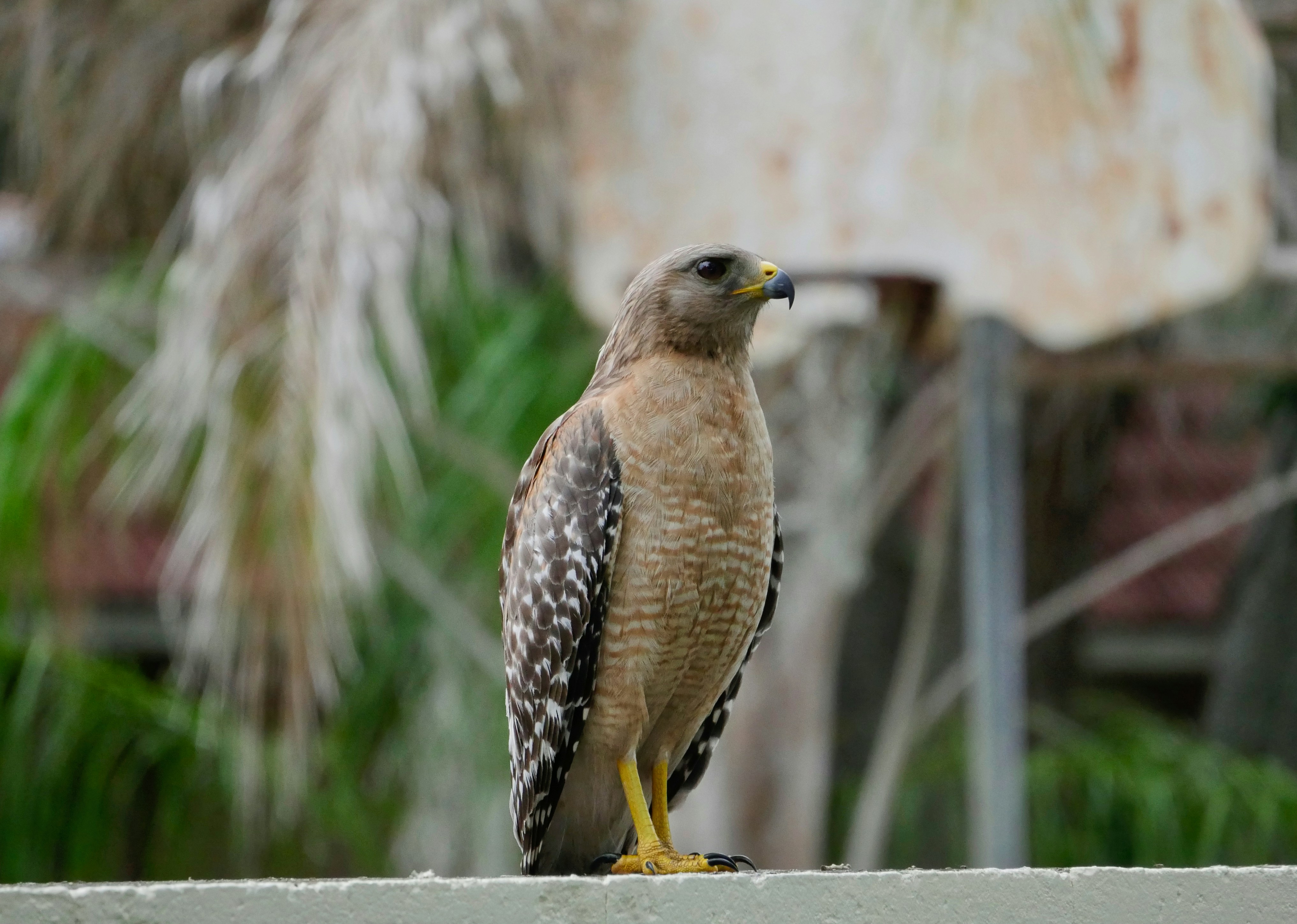 Edge of Silence: A brown raptor perched along a sunlit ledge