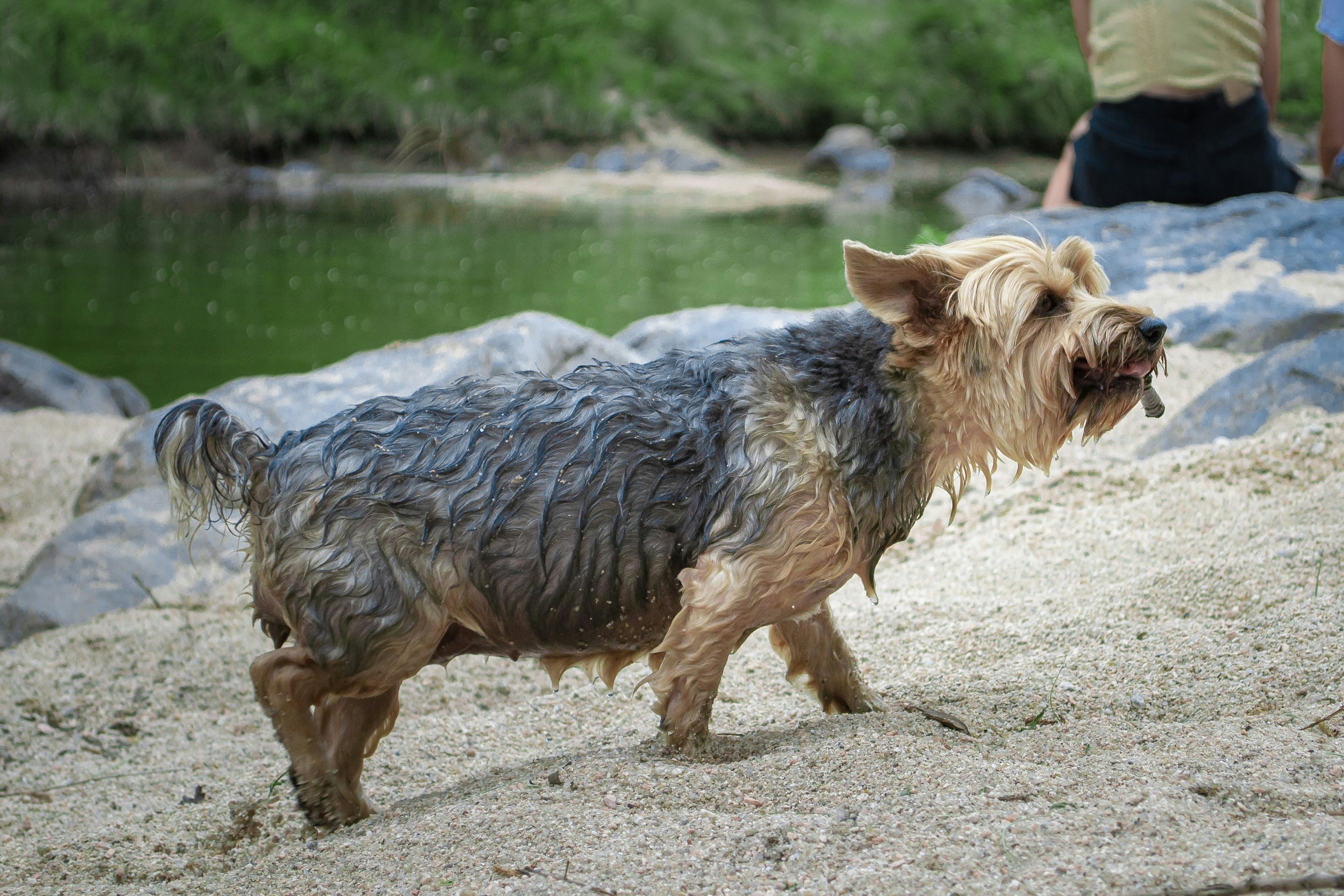 a dog running on a beach