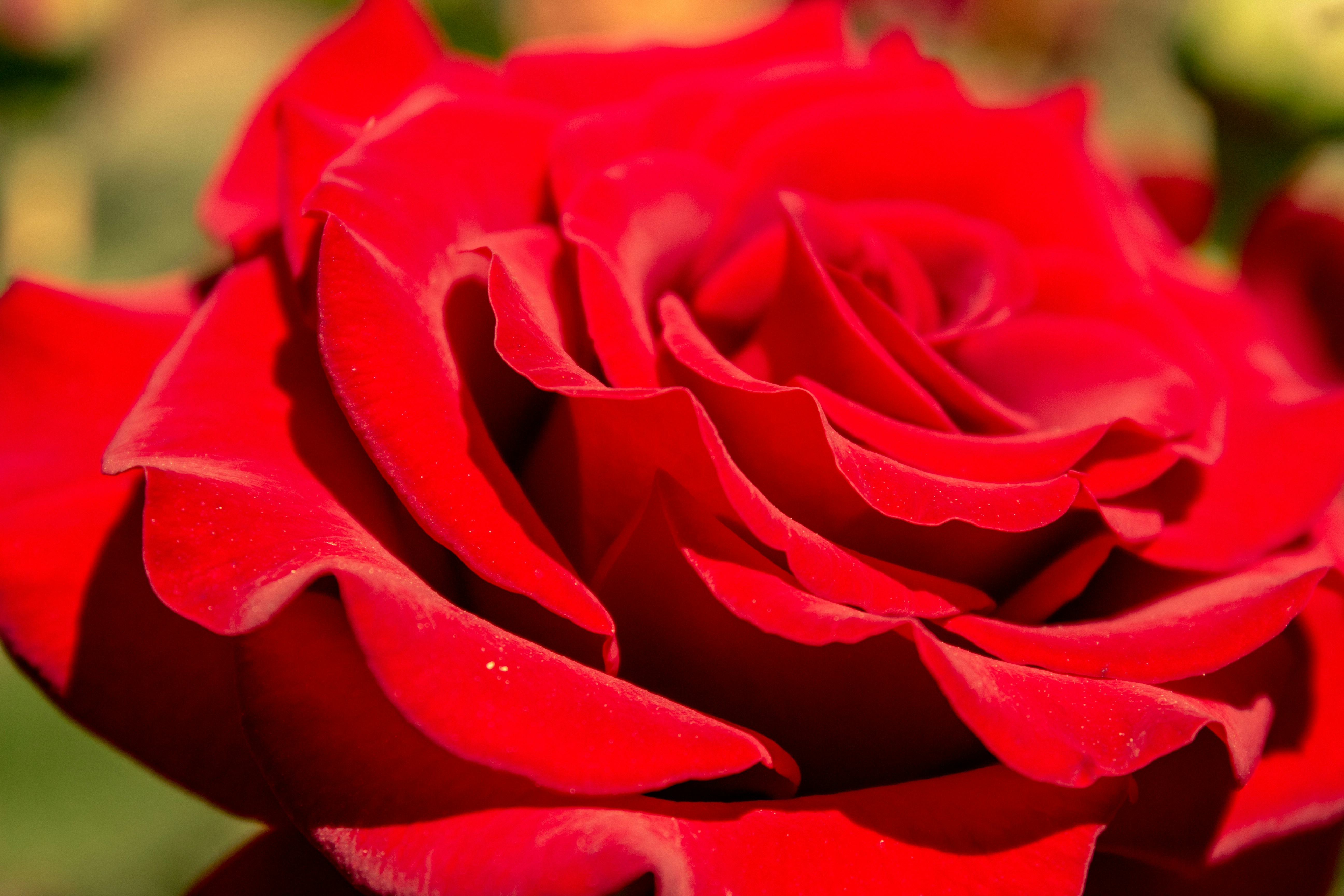 Foto zum Thema Nahaufnahme einer roten Rose – Kostenloses Bild zu Rose ...