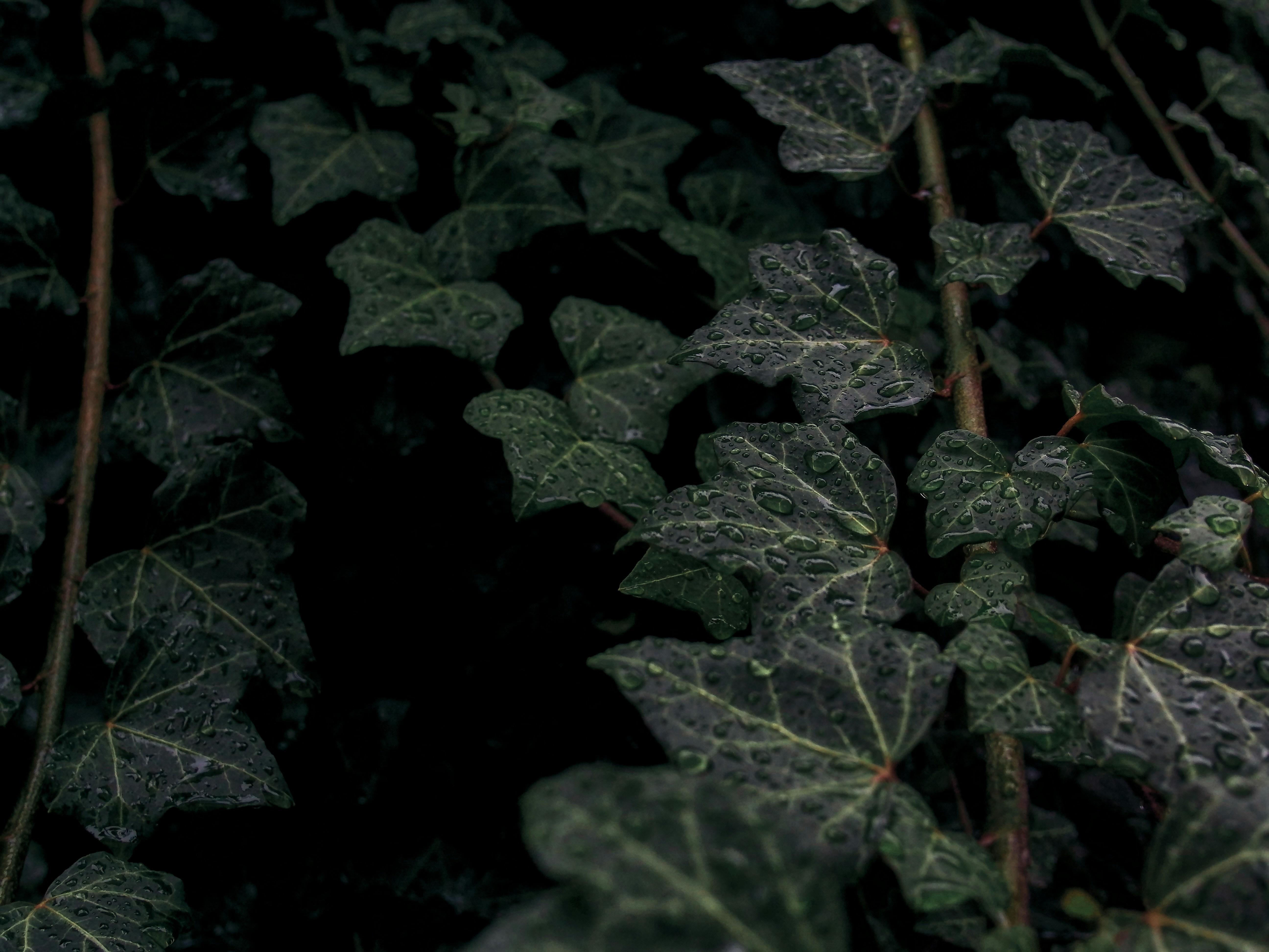 Dense ivy leaves with intricate veins against a dimly lit background.