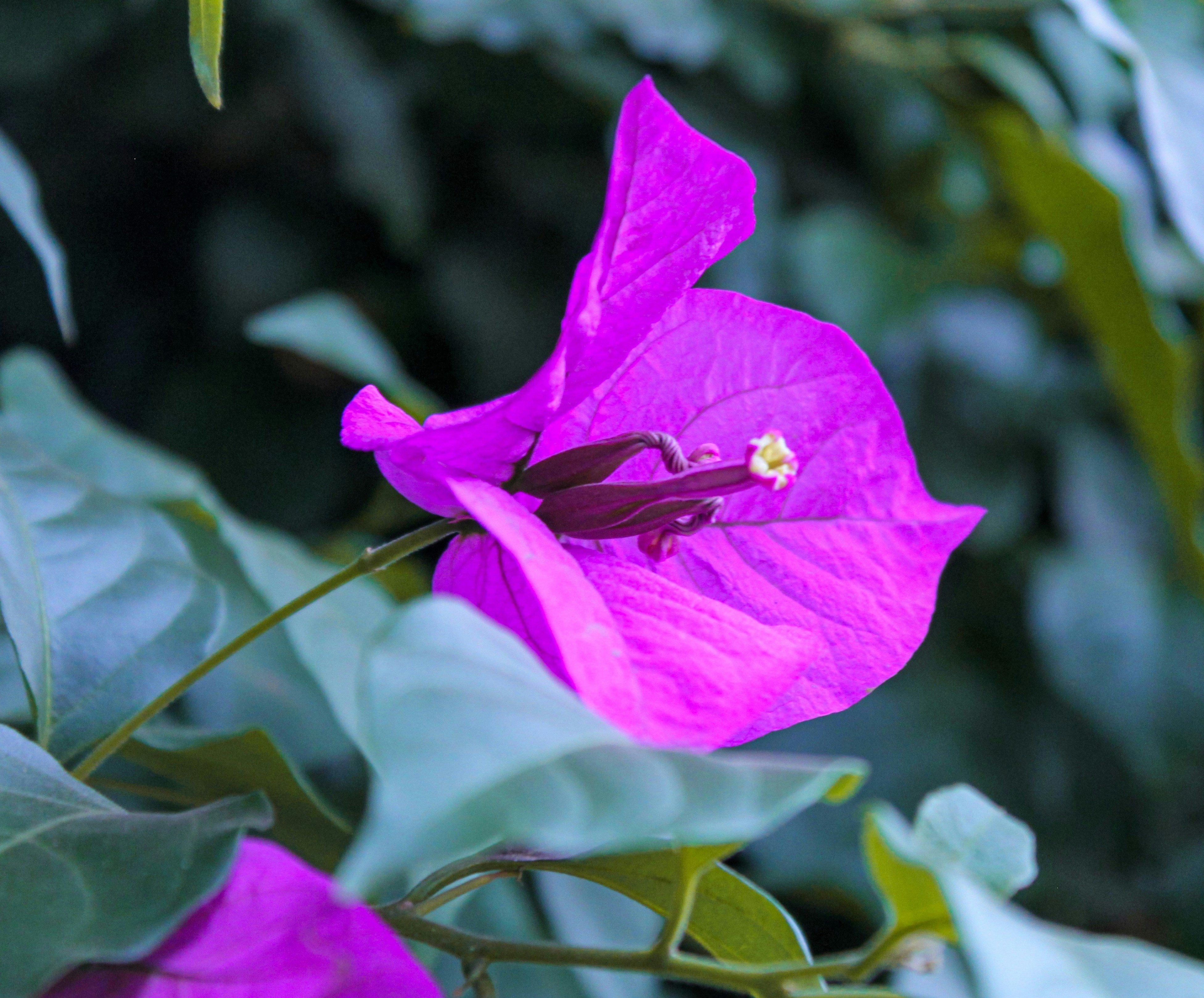Electric Magenta Bougainvillea: Close-Up of a Bold Bloom