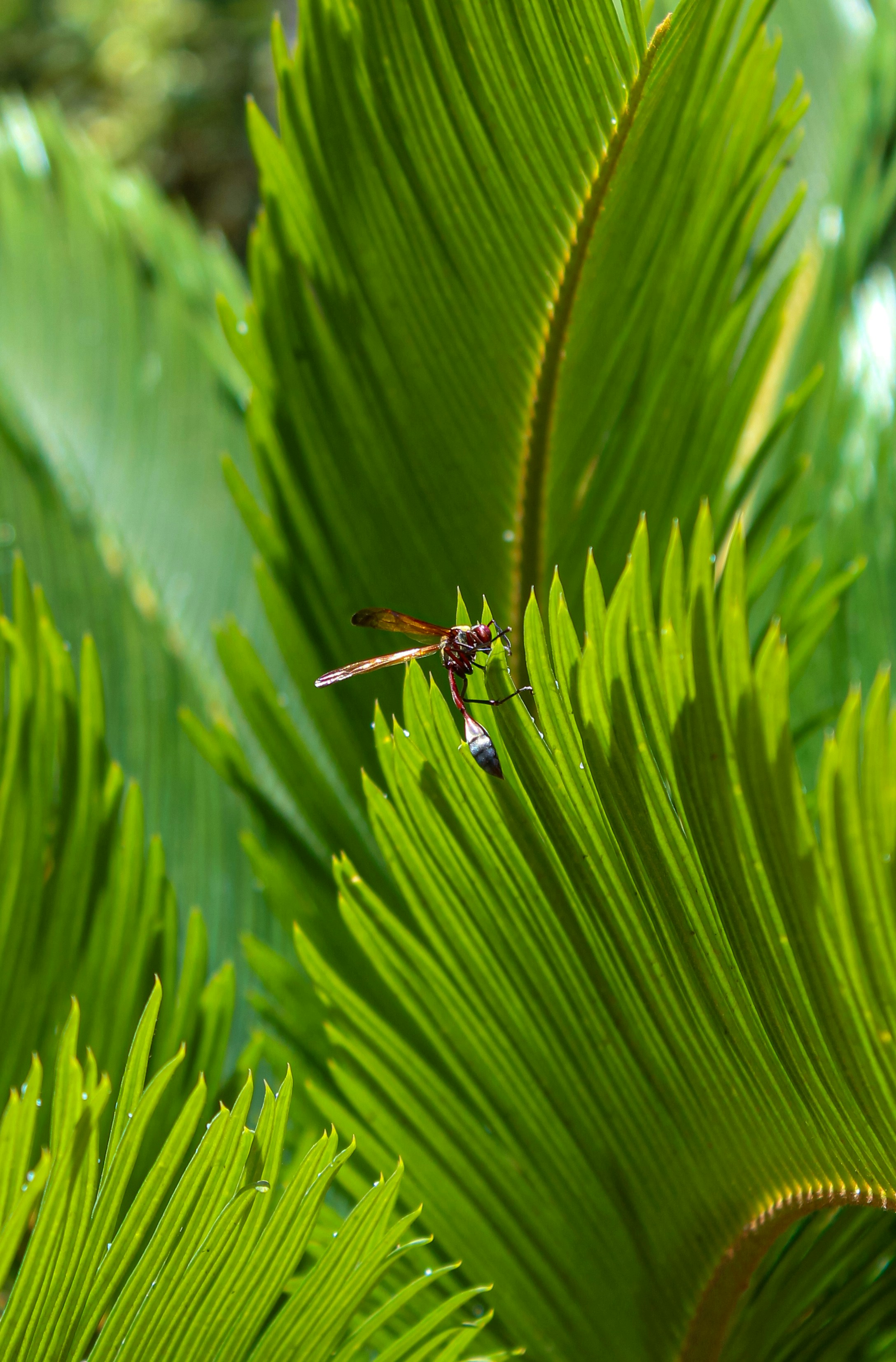 a dragonfly on a leaf