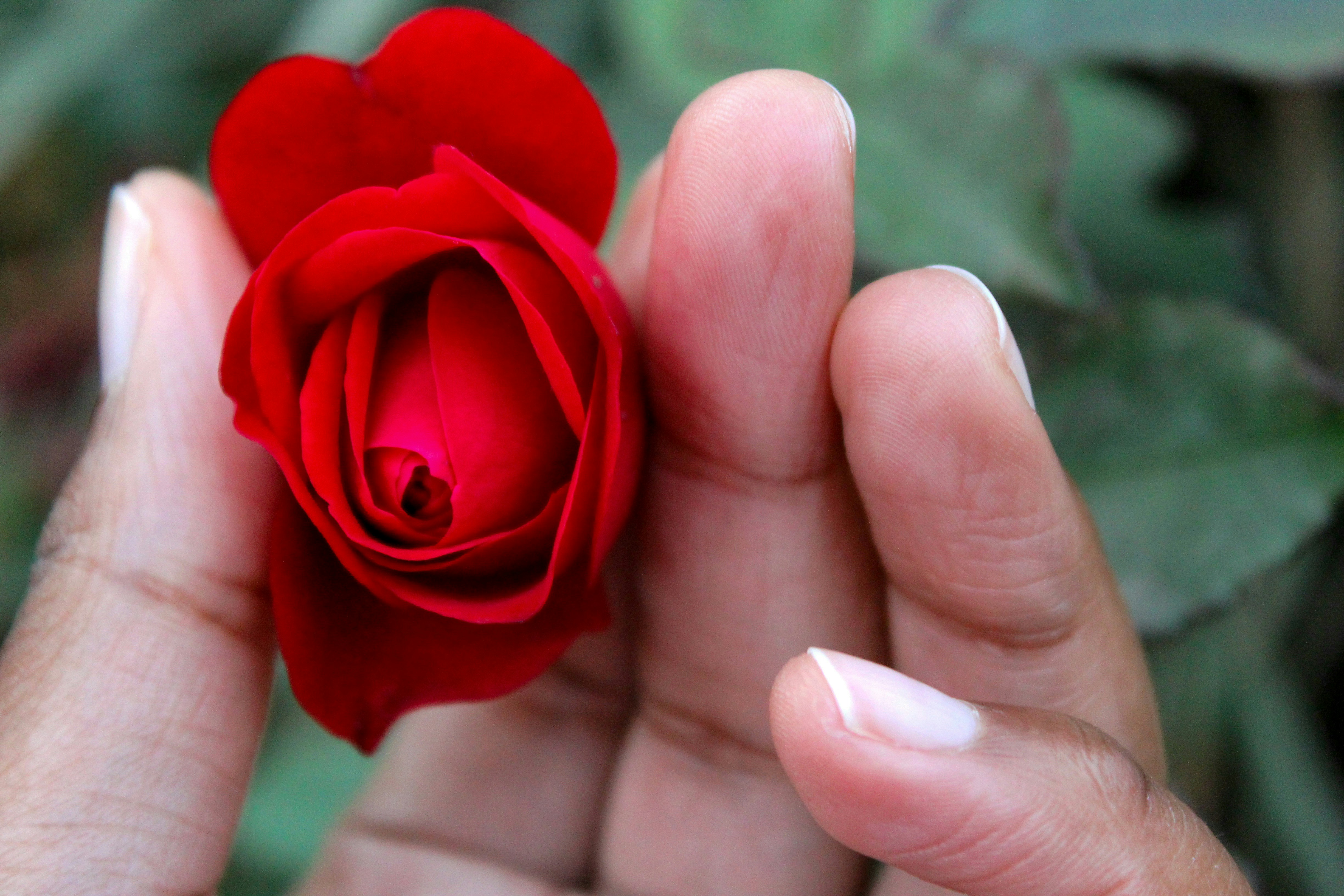 Crimson Rosette Held Close: a Quiet Macro Moment