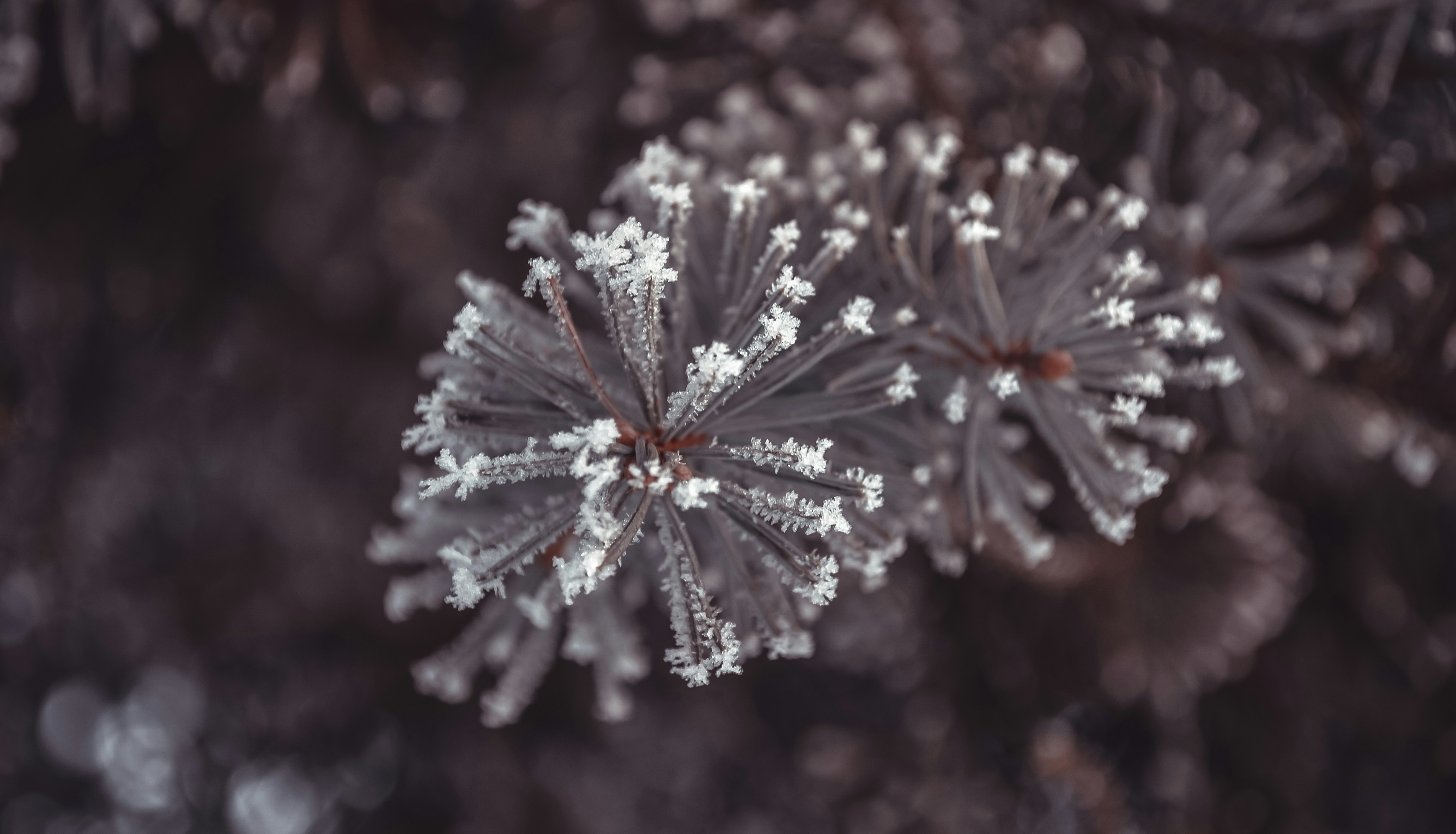 Frosted starbursts on a winter pine