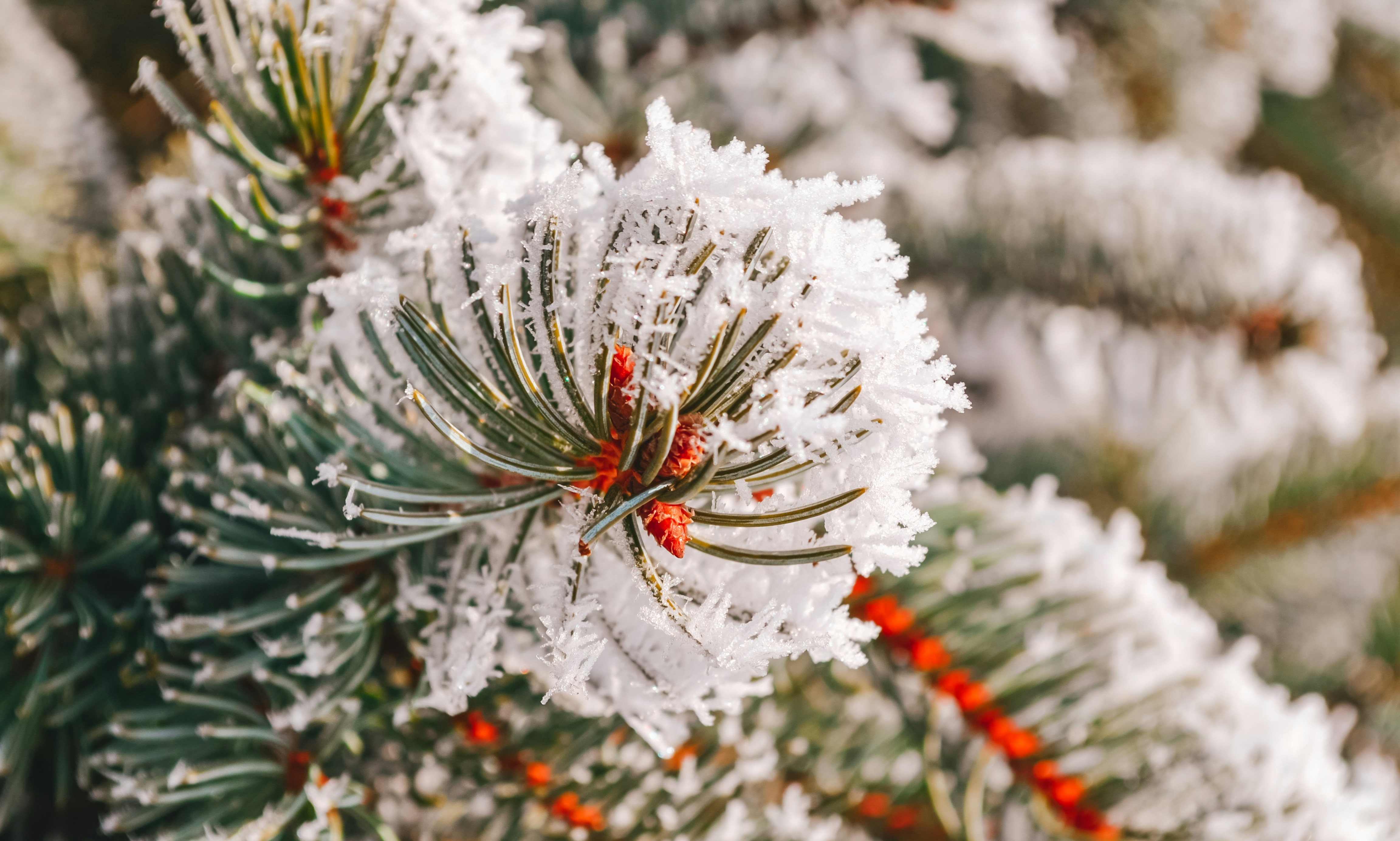 Frosted Pine Embrace: A close-up of icy needles and red berries