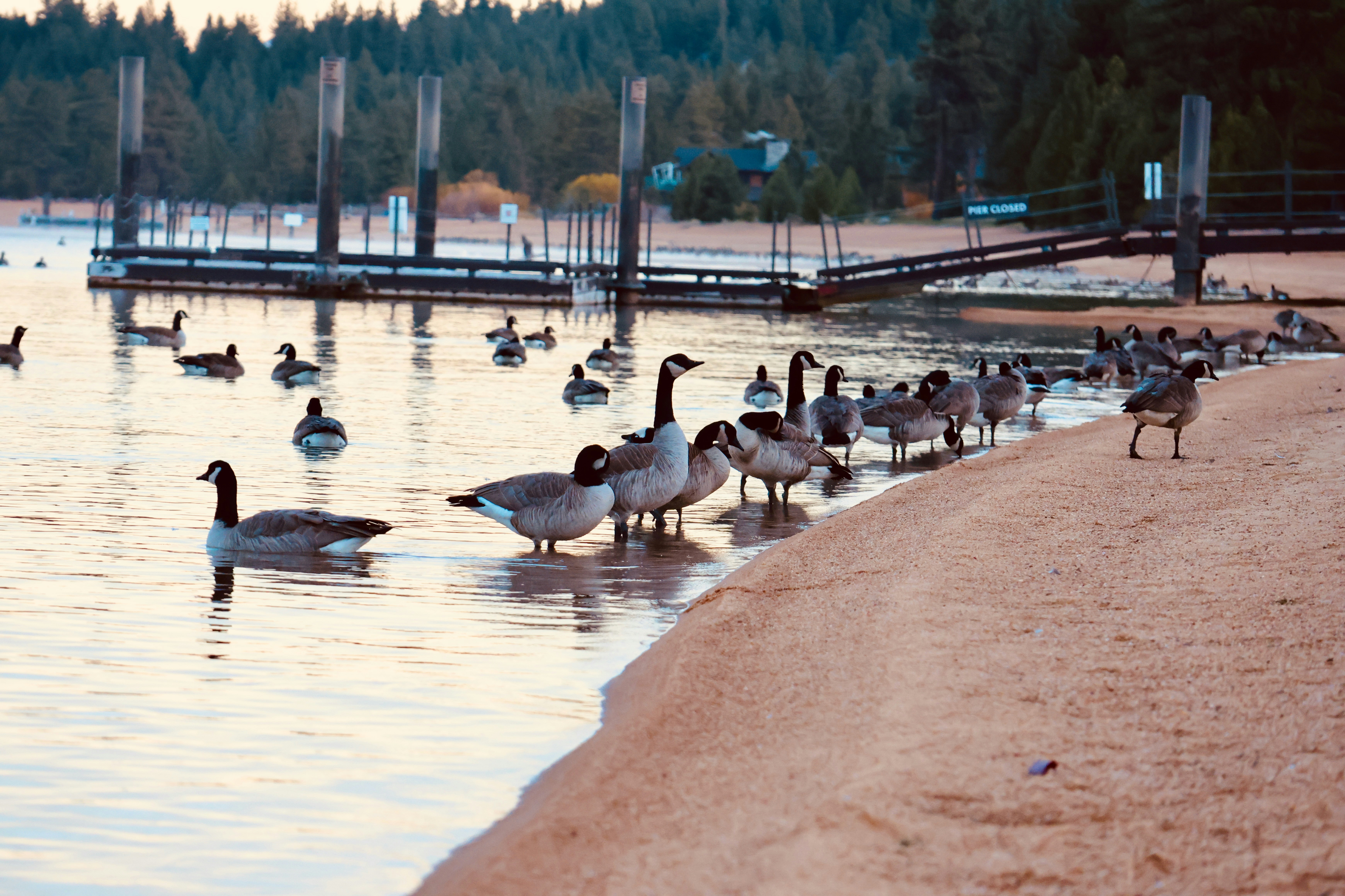 Geese Parade Along the Sandy Lakeshore at Dusk