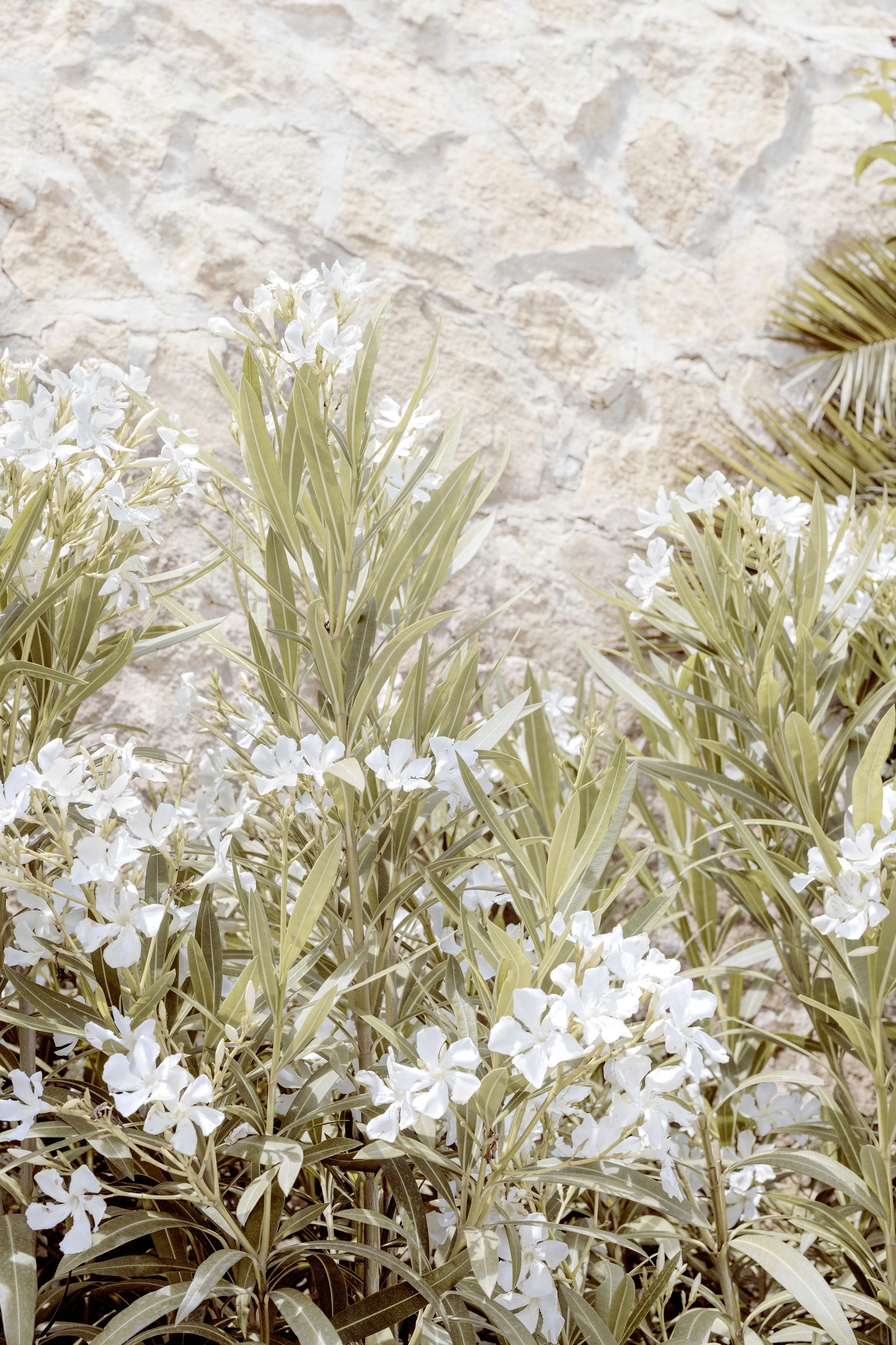 Ivory blossoms on a sunlit stone wall