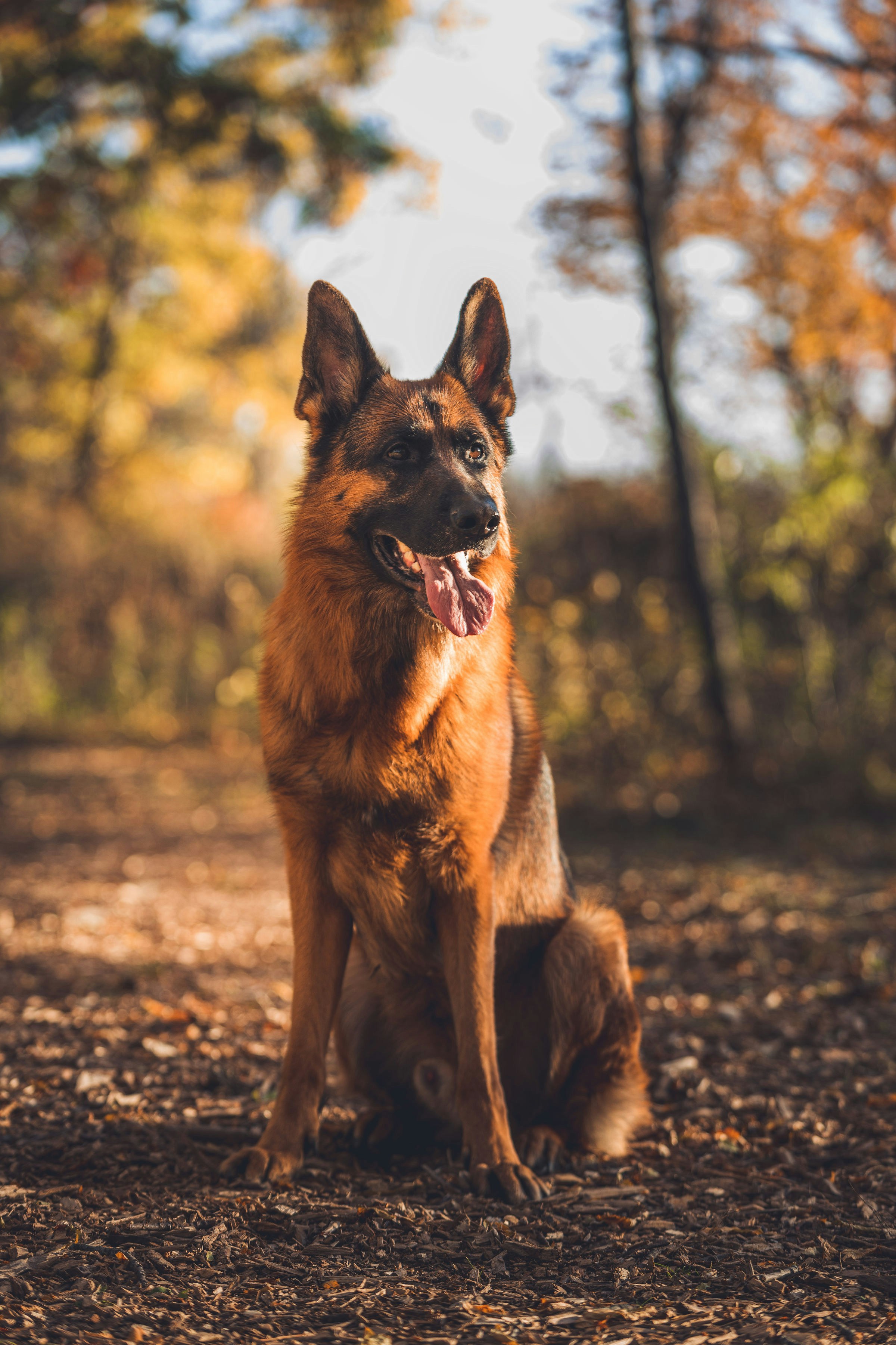 A dog sitting in the woods photo – Free Happy doggo Image on Unsplash