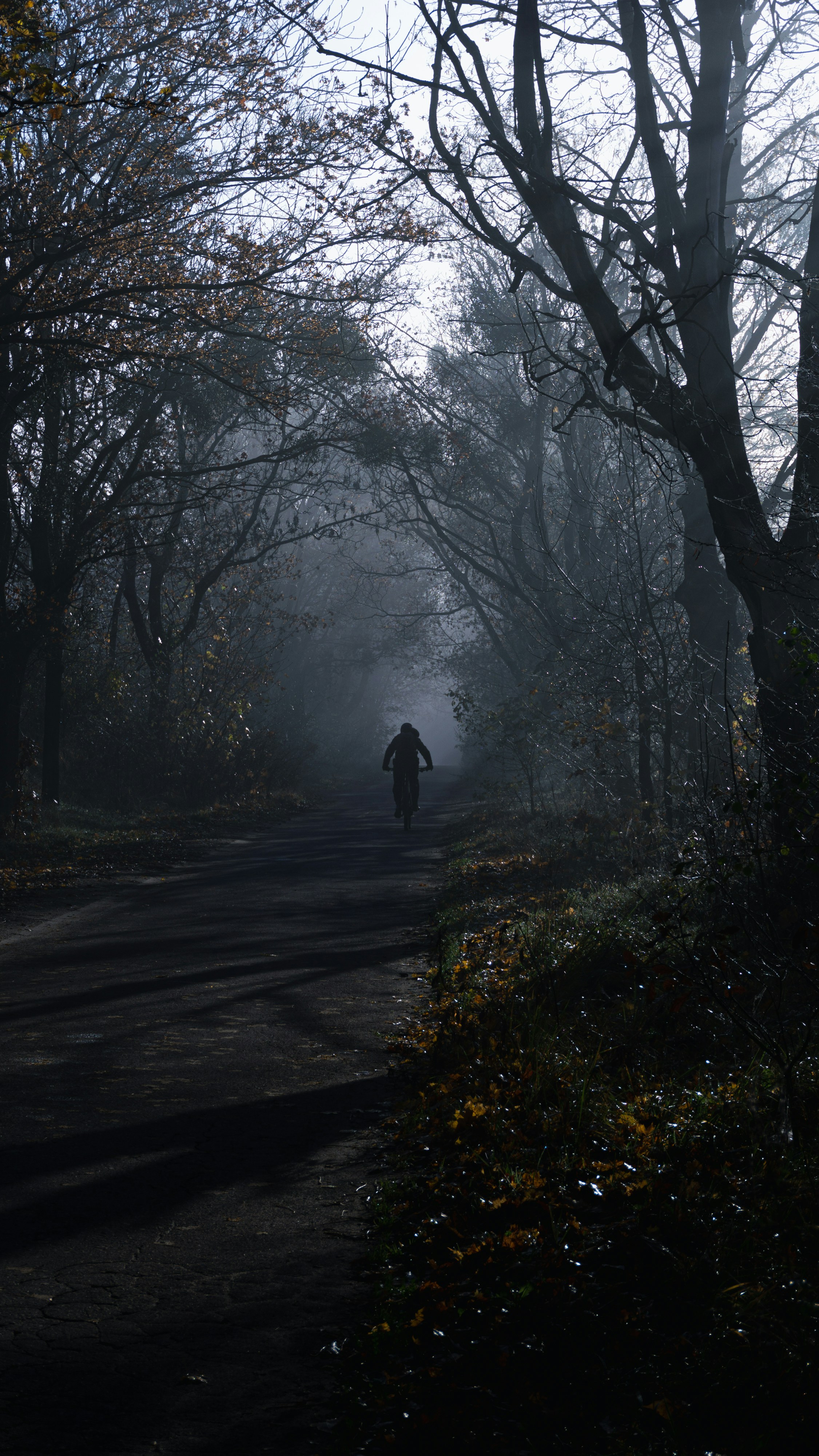 Mystery Stroll Through the Misty Woods