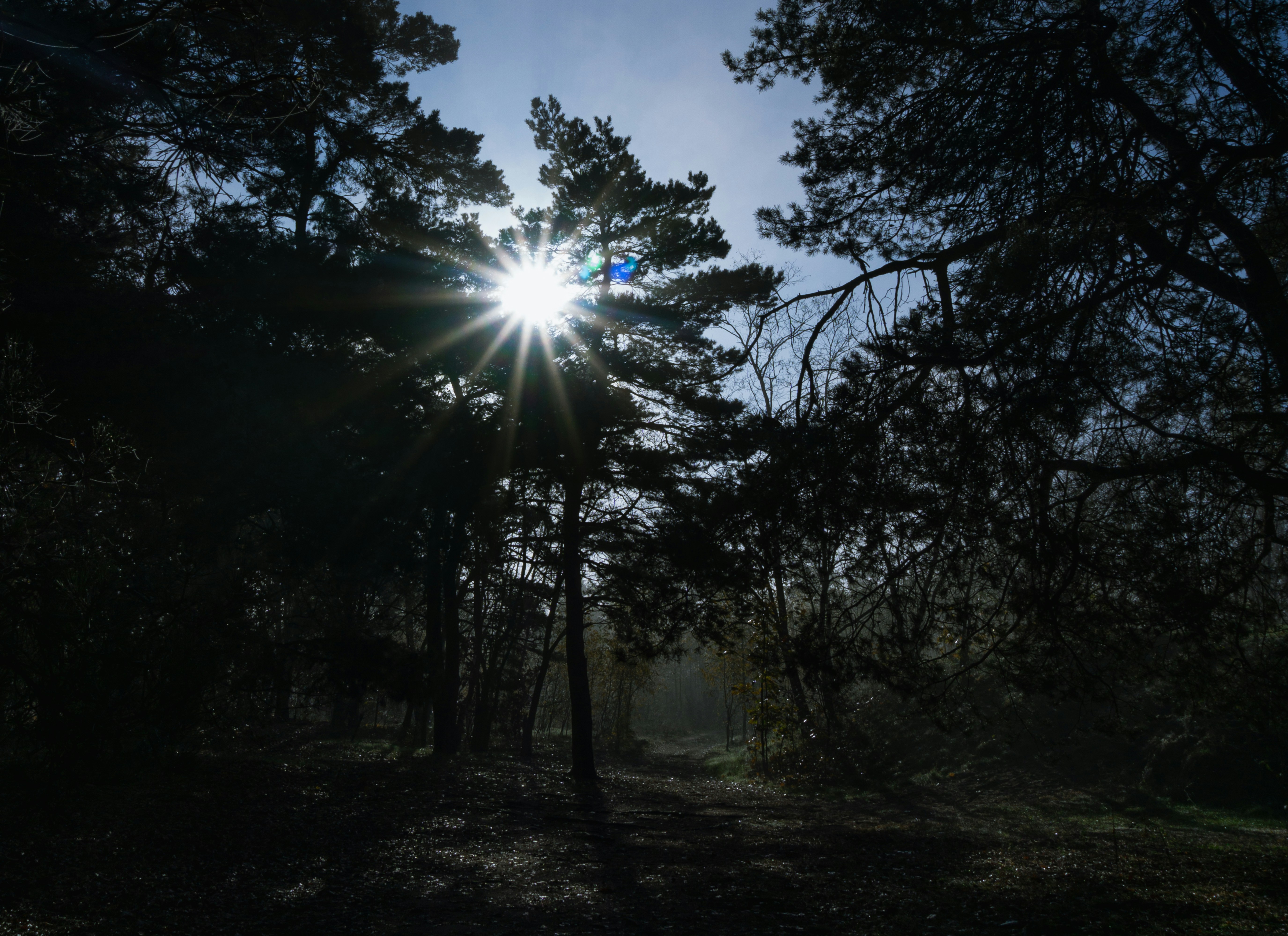 Starburst Through Pine Canopy: Dawn Filters a Quiet Forest
