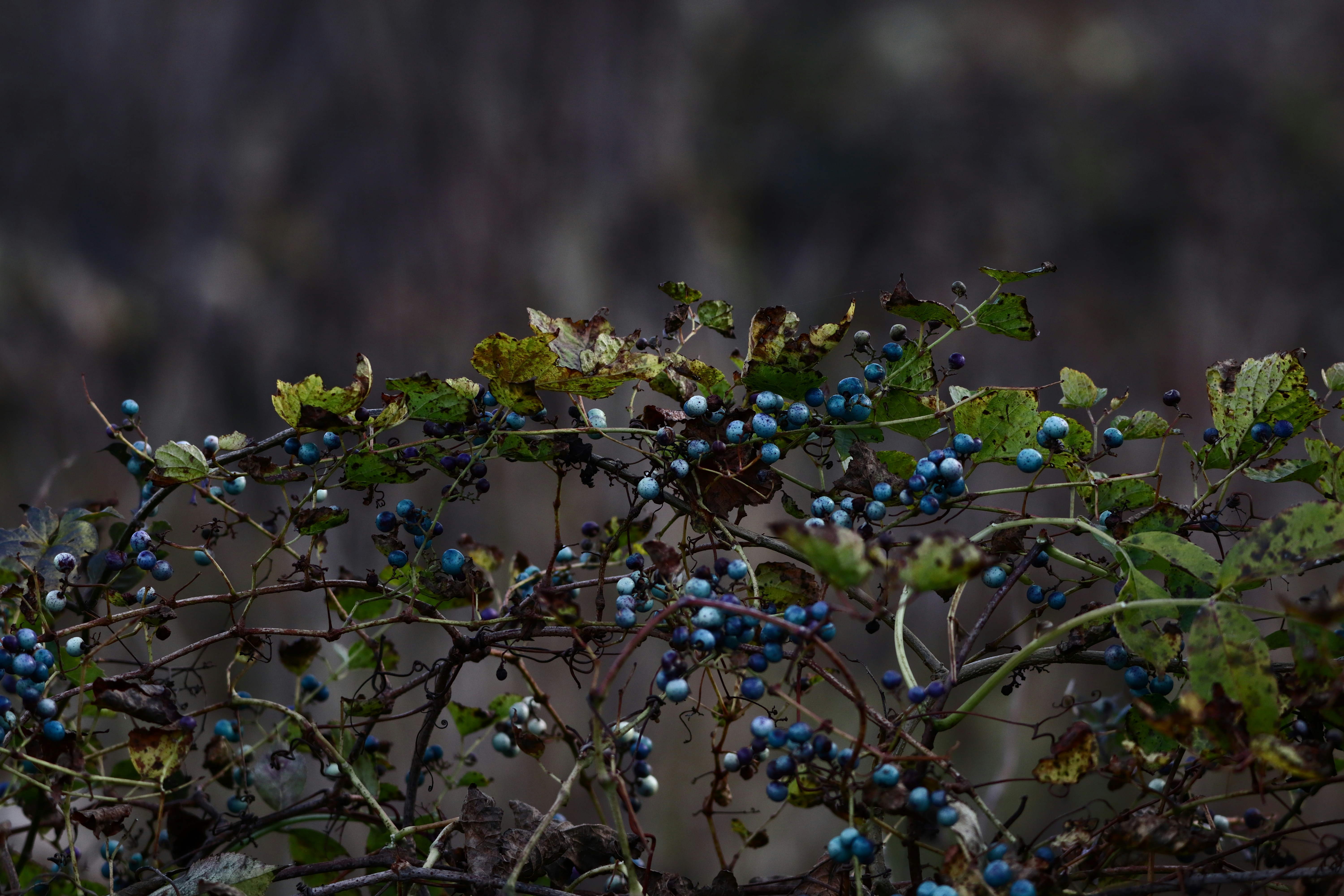 Dusk-Blue Berries Cling to a Tangled Vine