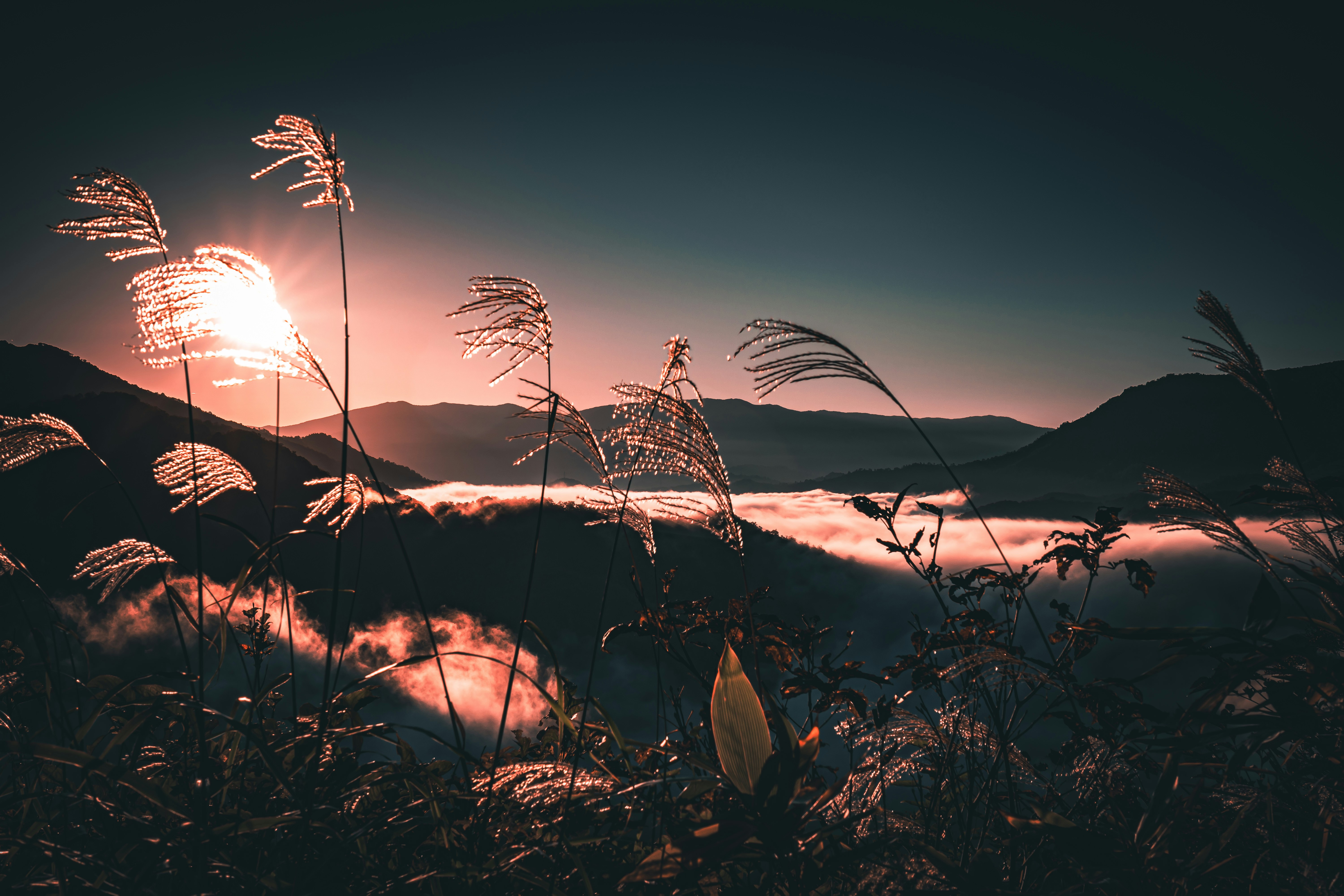 Dawn's Ember Through Silhouetted Reeds Over a Misty Valley