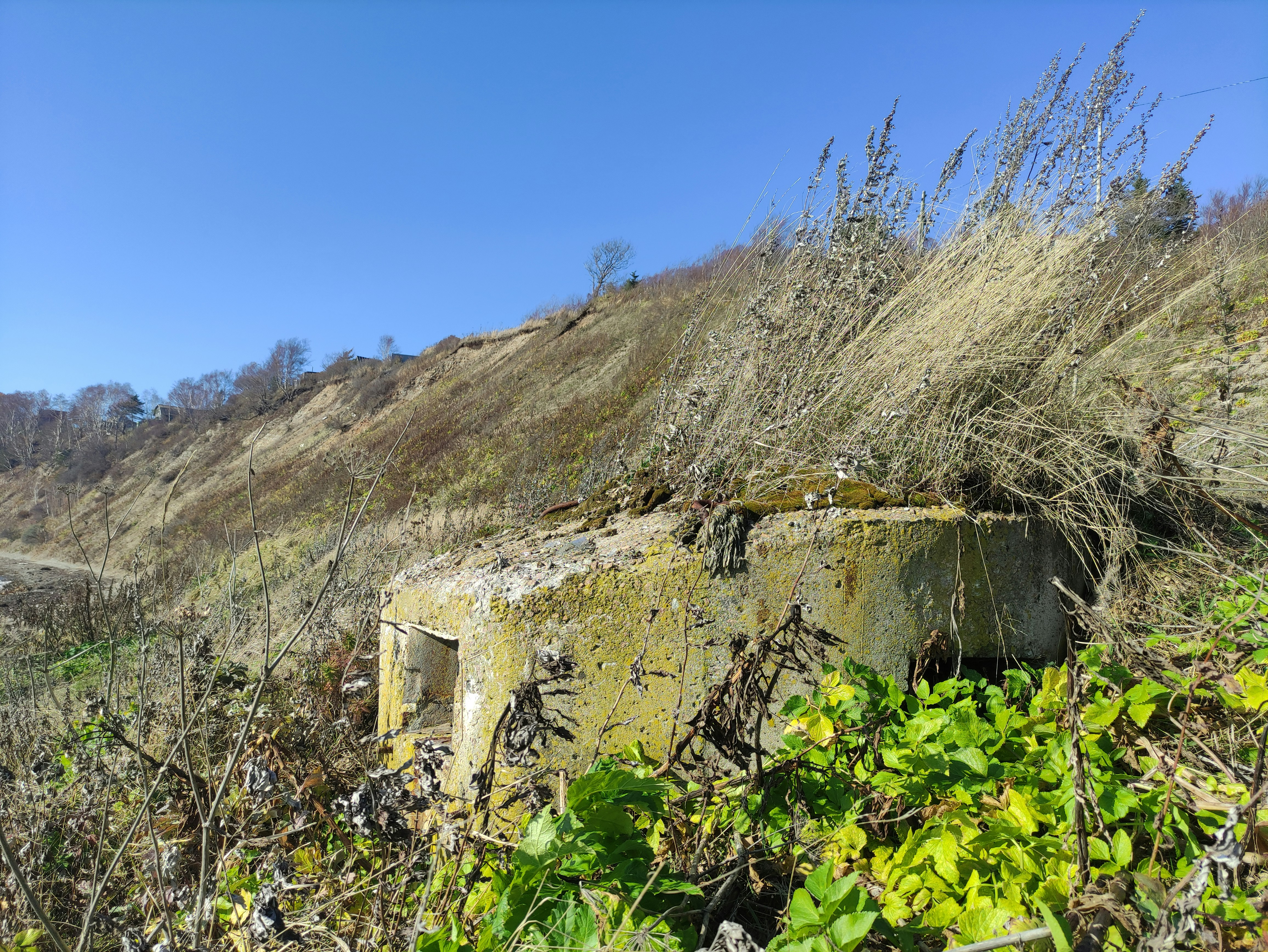 Mossy Concrete Block Amid Coastal Scrub