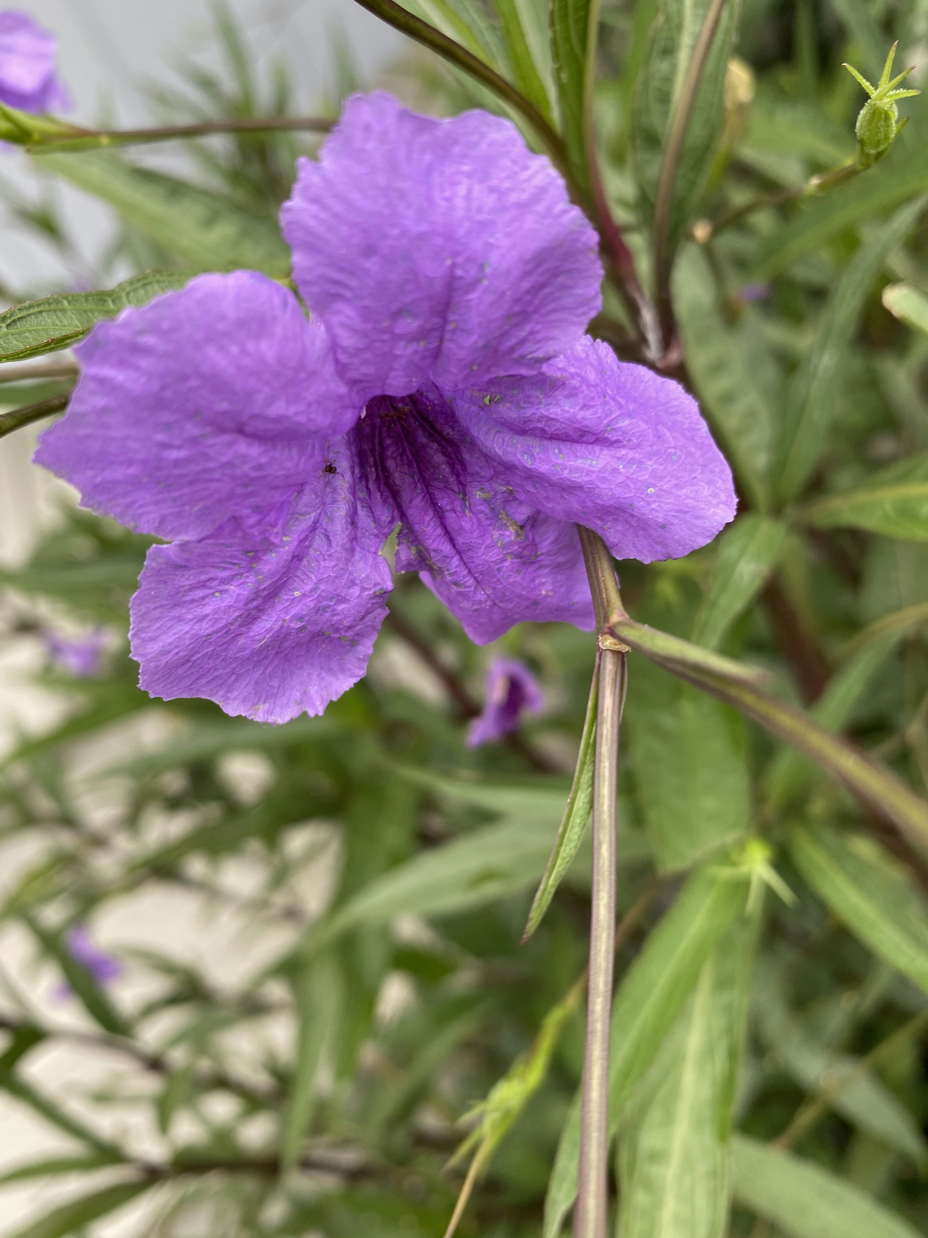a purple flower on a plant