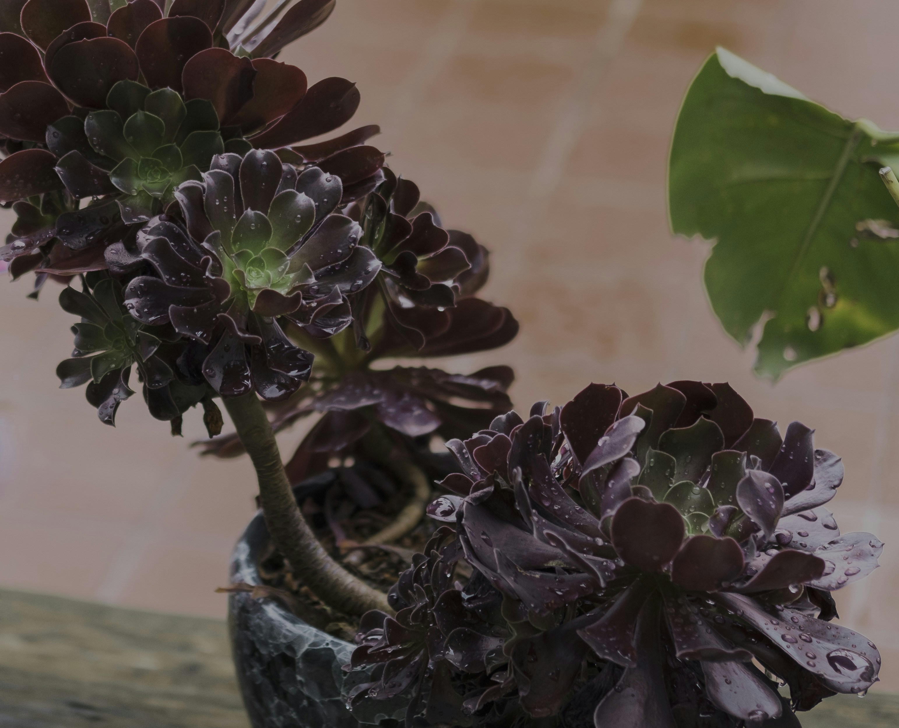 a close up of a plant