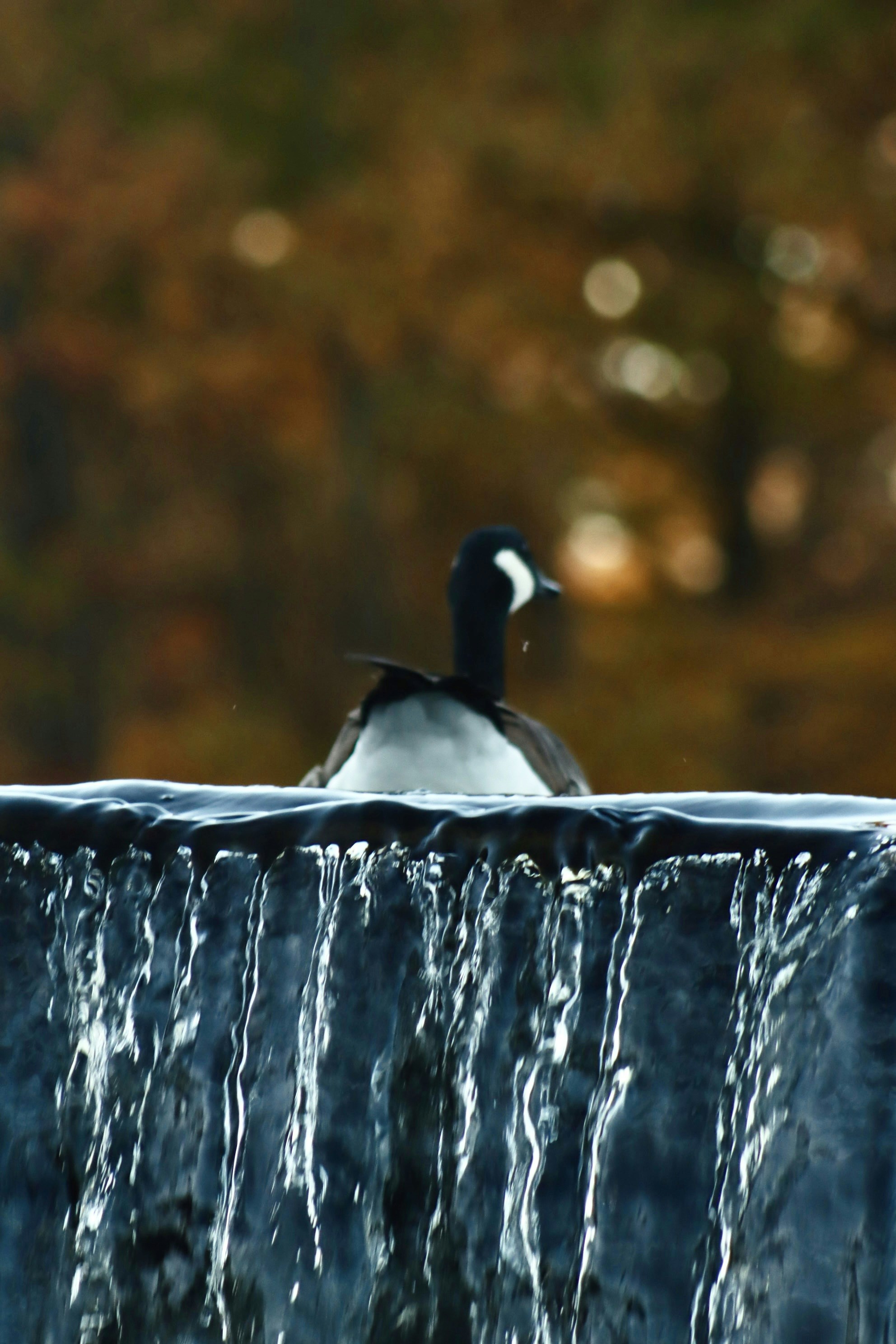 Duck Standing at the Edge: Waterfall Curtain with Autumn Backdrop