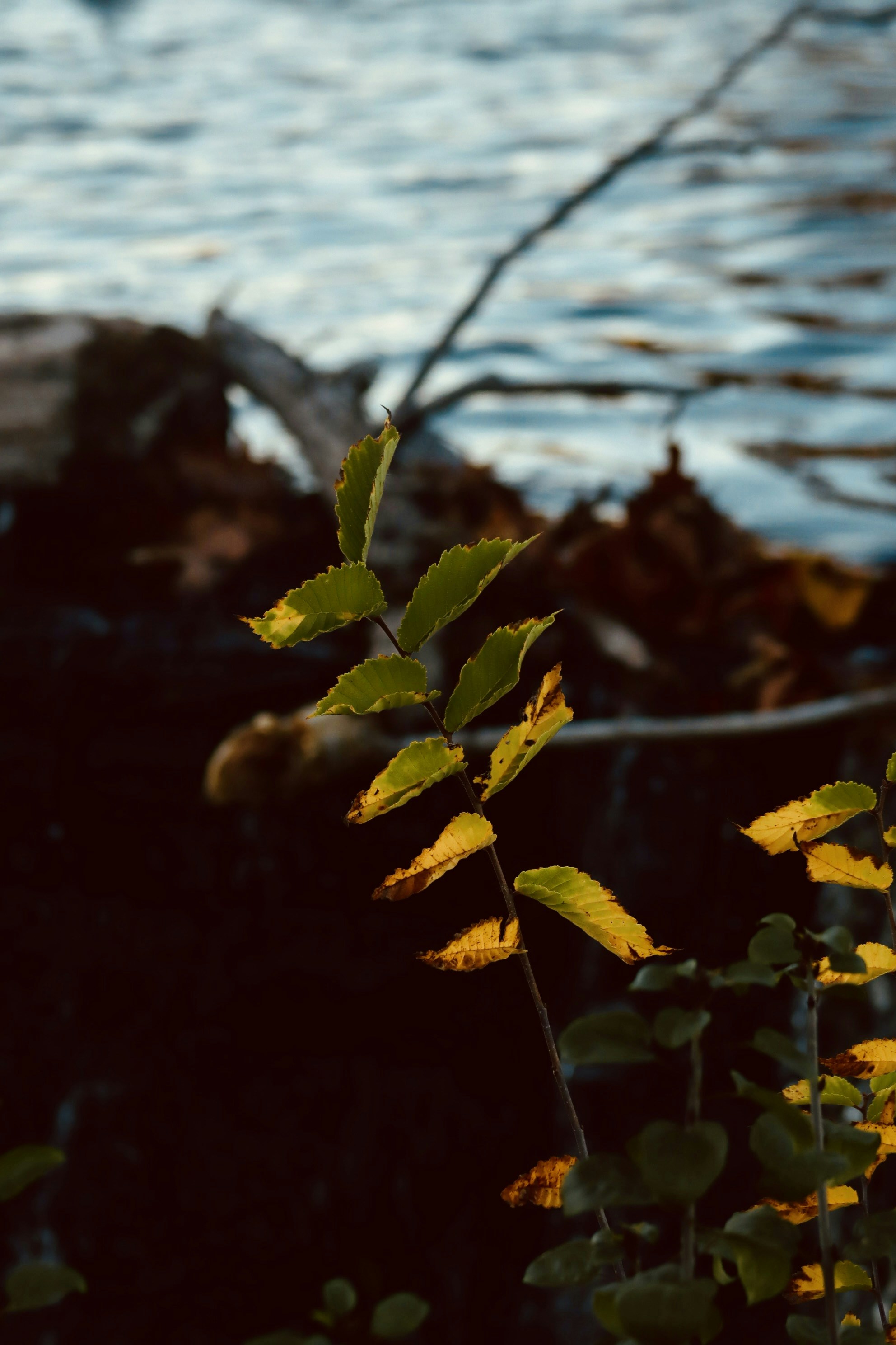 Deviantart Slade Nature Pictures | Download Free Images on Unsplash
