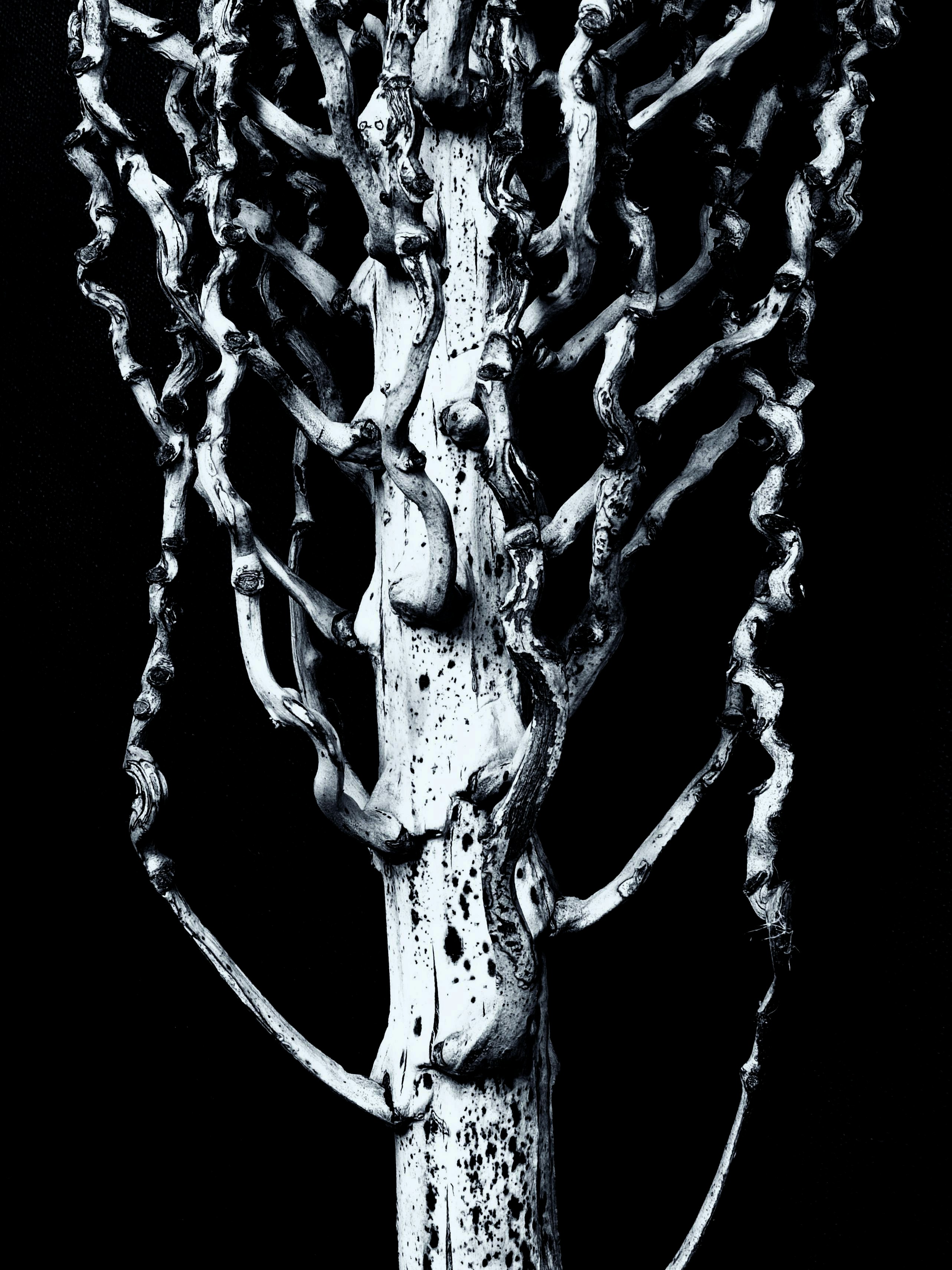 Intricate, twisted branches of a tree captured in high contrast black and white, highlighting the natural textures and shapes against a dark background.