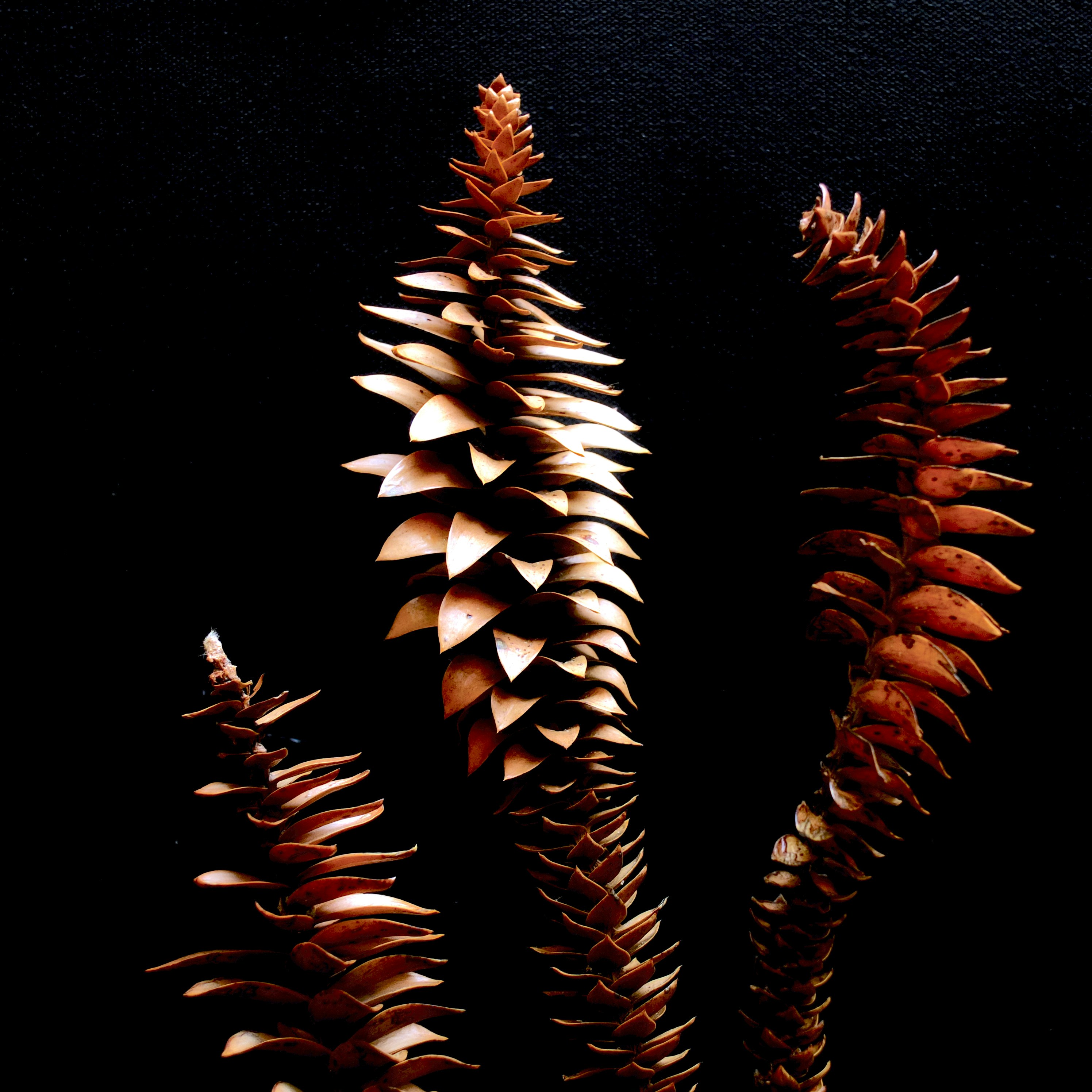 Bronze Spires in Velvet Night: A Macro Portrait