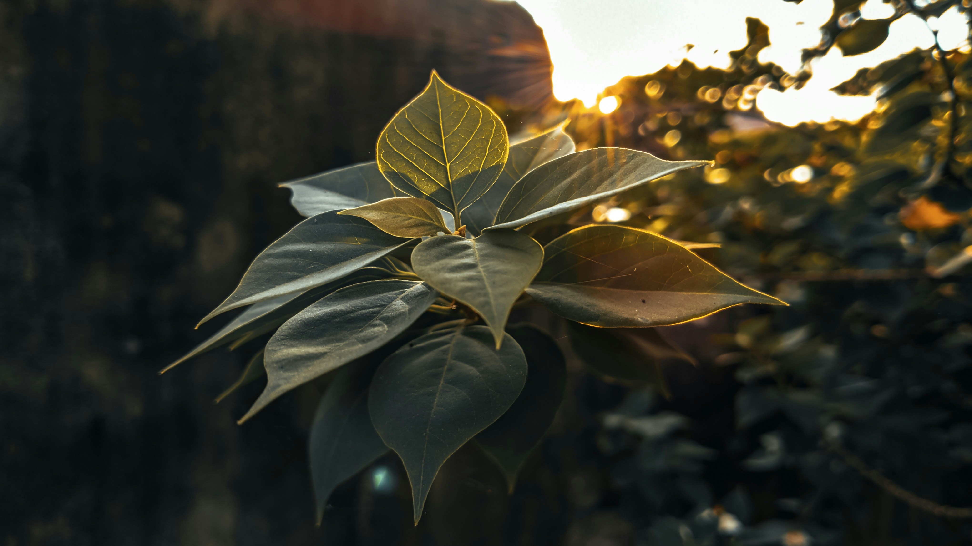 a close up of a leaf