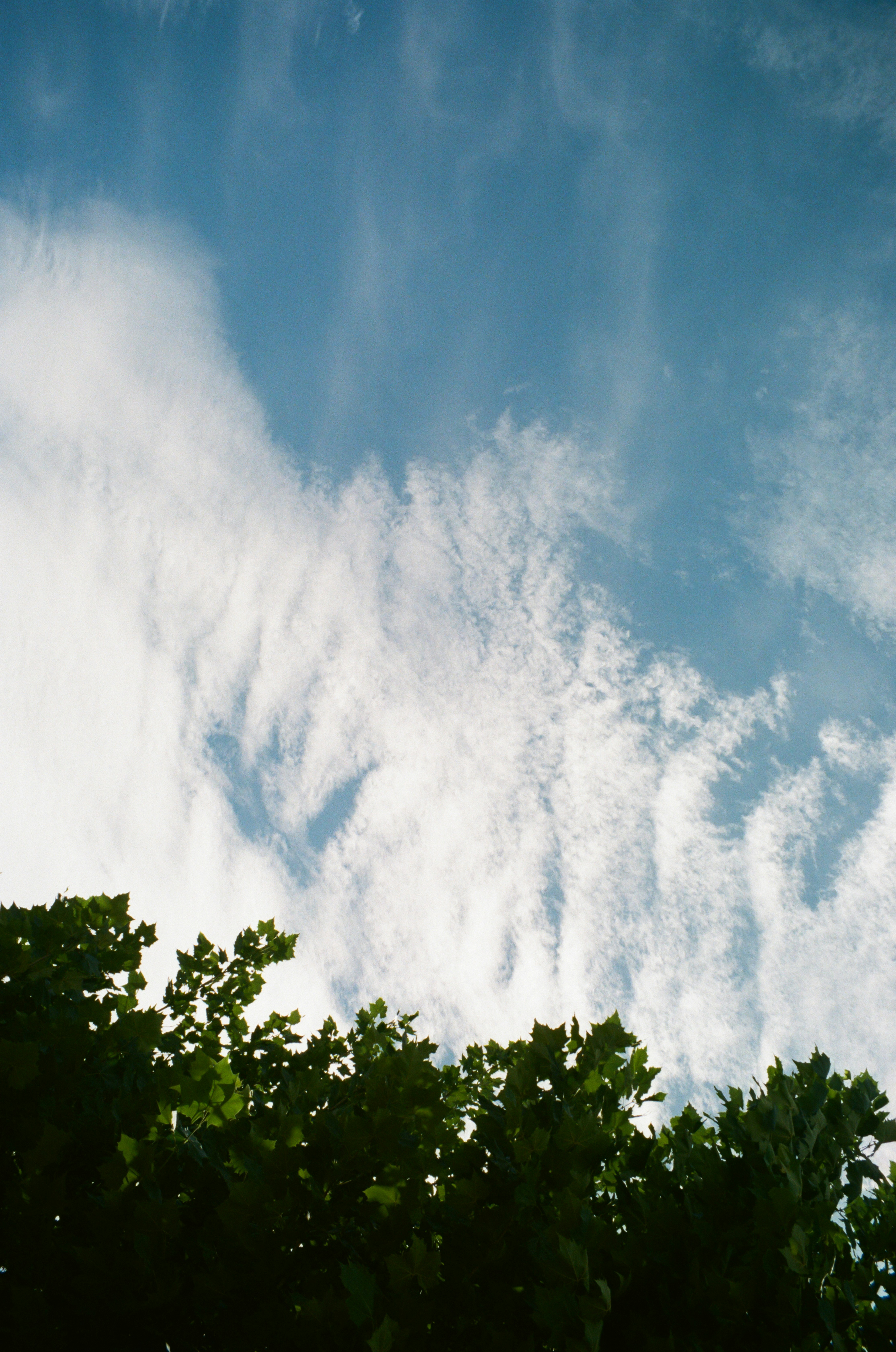 Blue sky with wispy white clouds above a dense green canopy, viewed from below. The scene emphasizes cloud textures and the open-air atmosphere of a sunlit day.