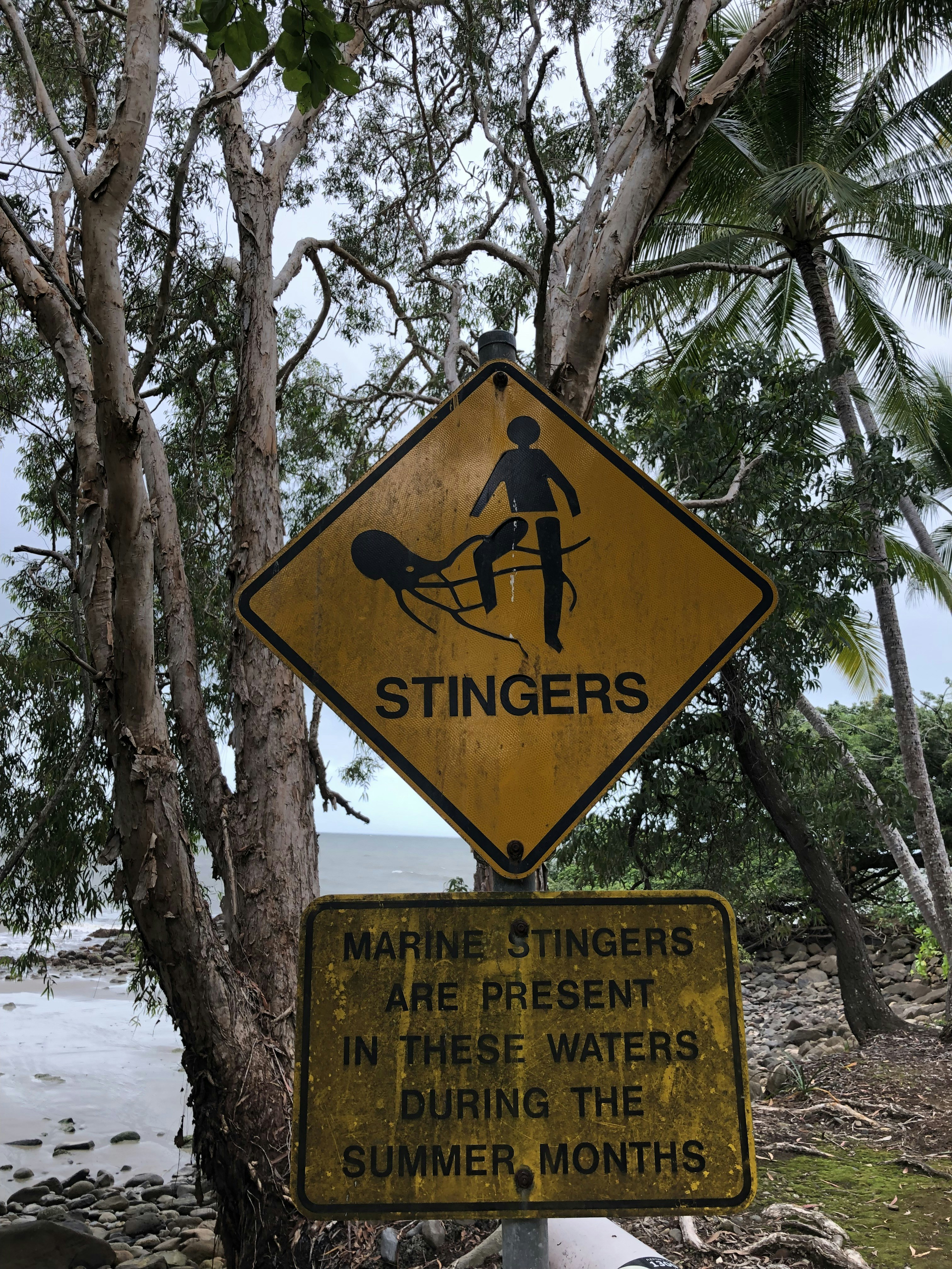 Warning sign for stinging jellyfish near a tropical coastline with palm trees and rocky shore.
