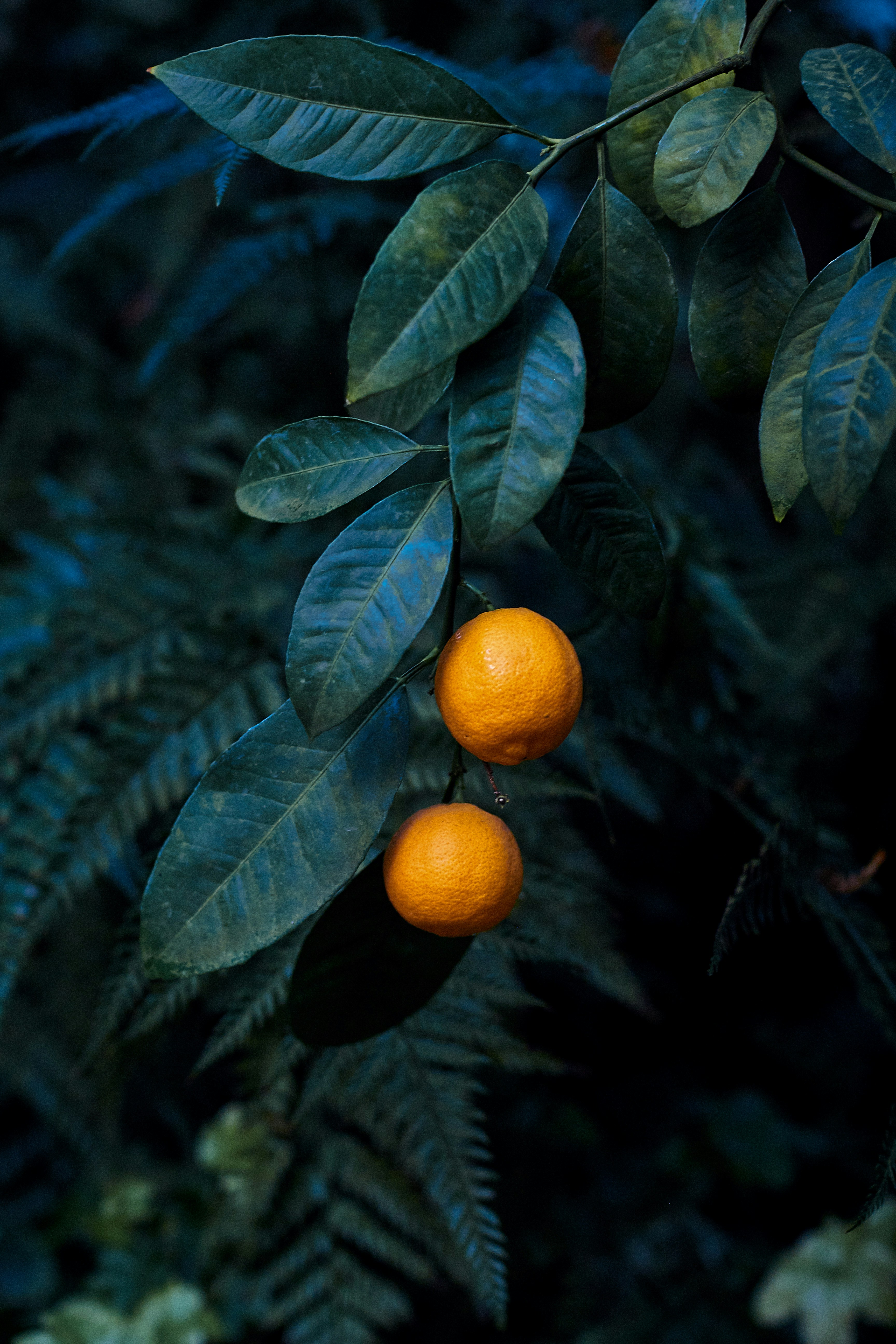 oranges growing on a tree