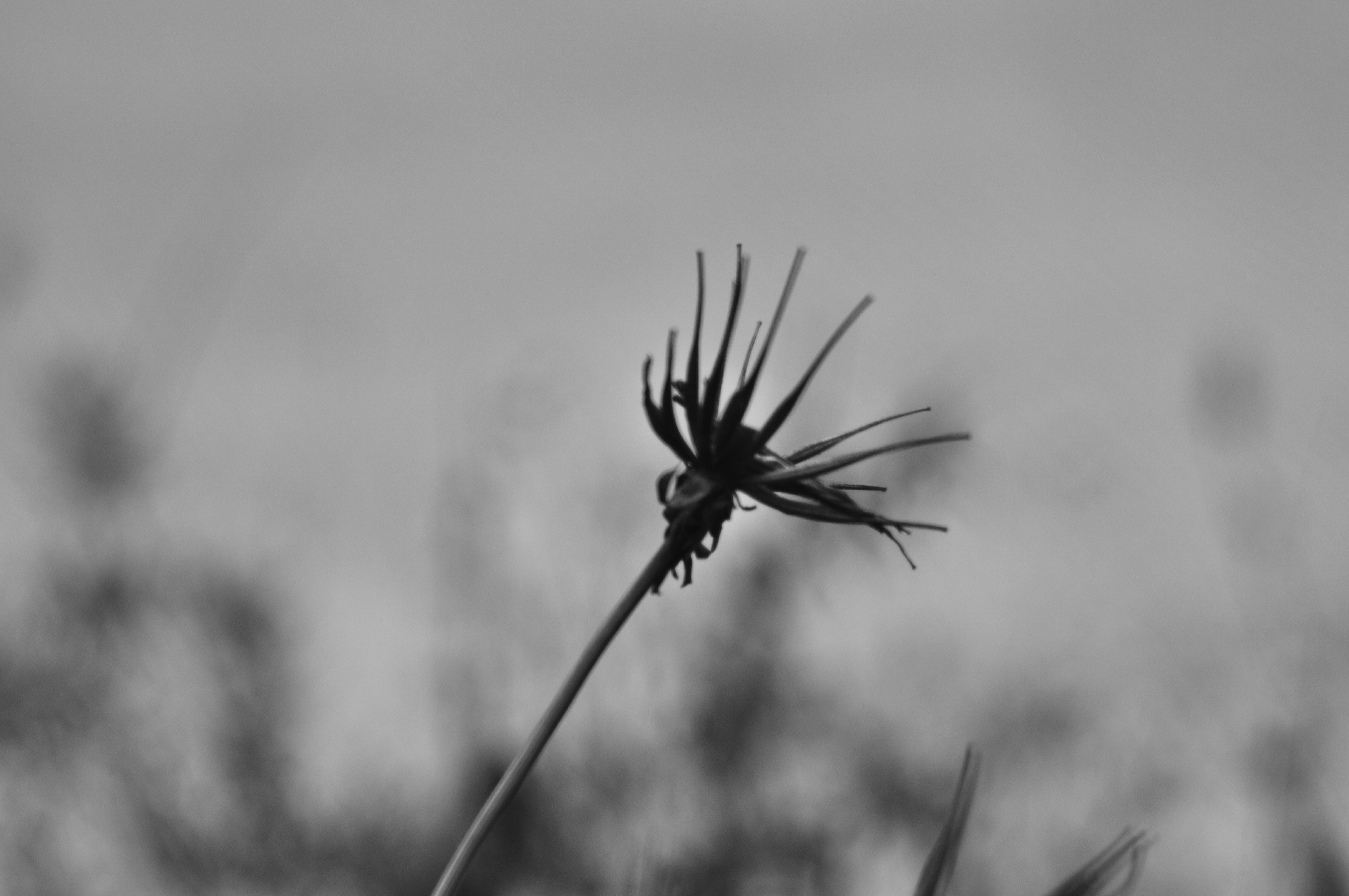 Silhouette of a wildflower against a blurred, monochrome background.