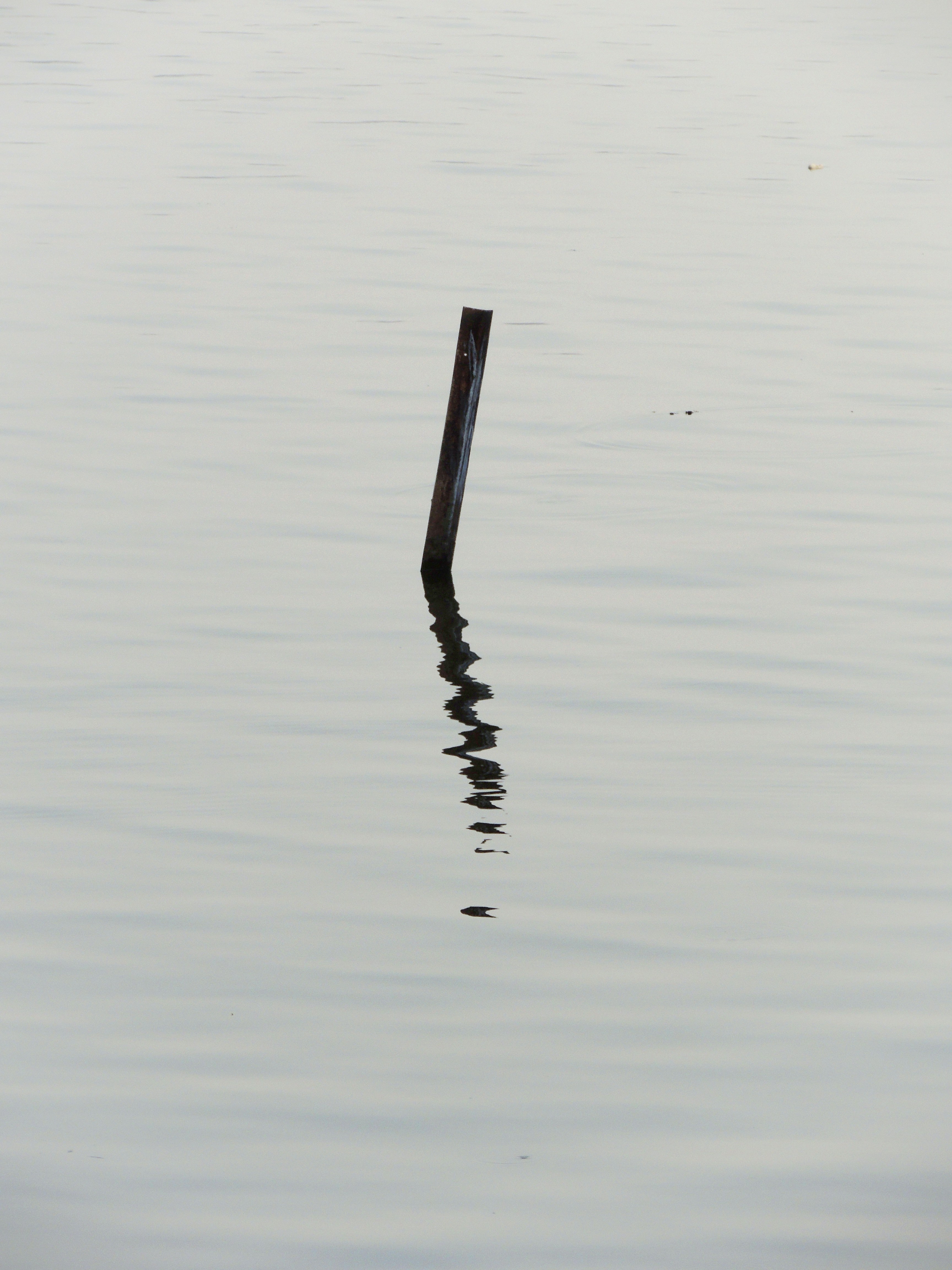 Photo by TETRA with Nikon Coolpix P510