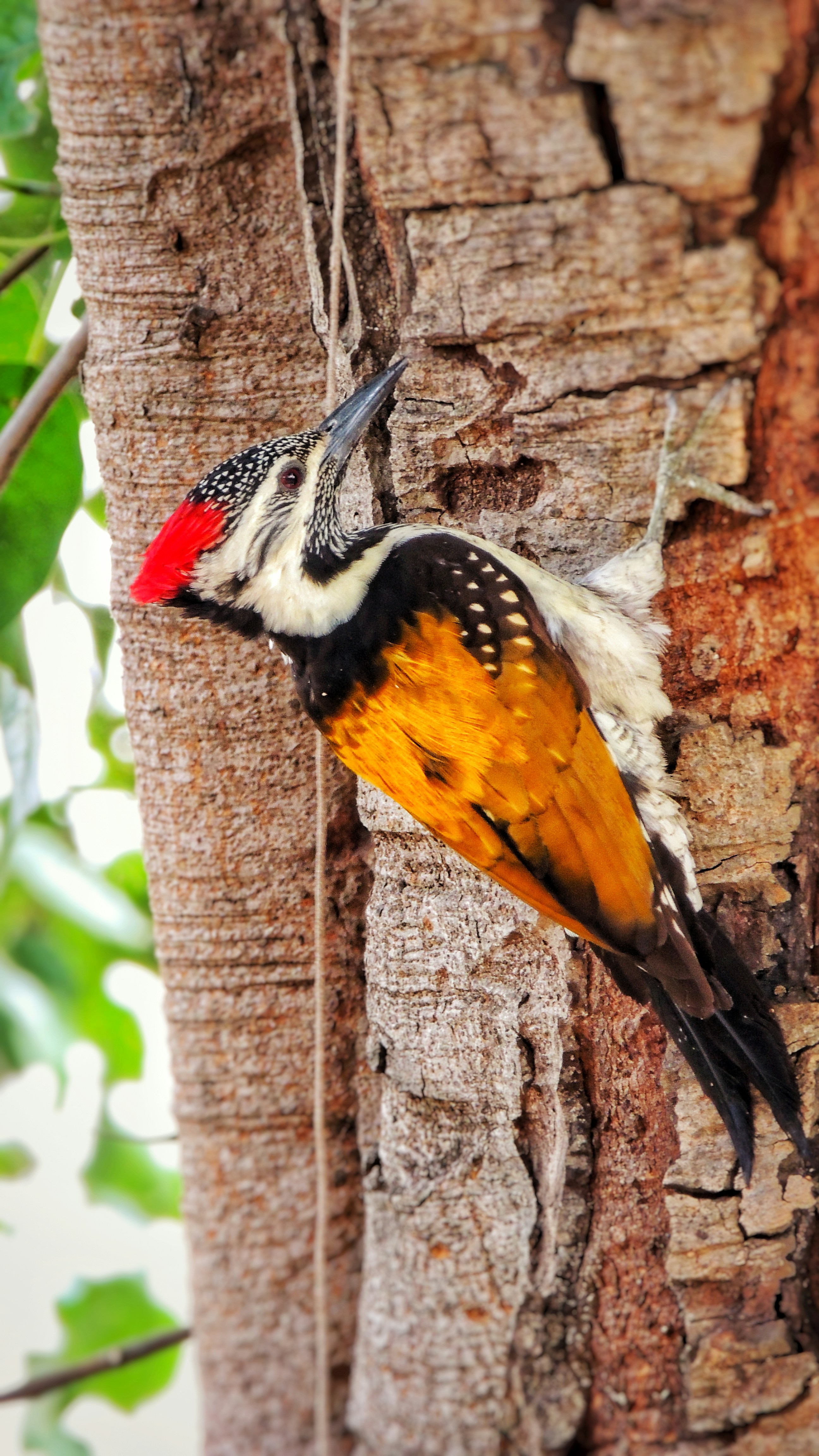 Woodpecker on Bark: A Burst of Red, Black, and Gold