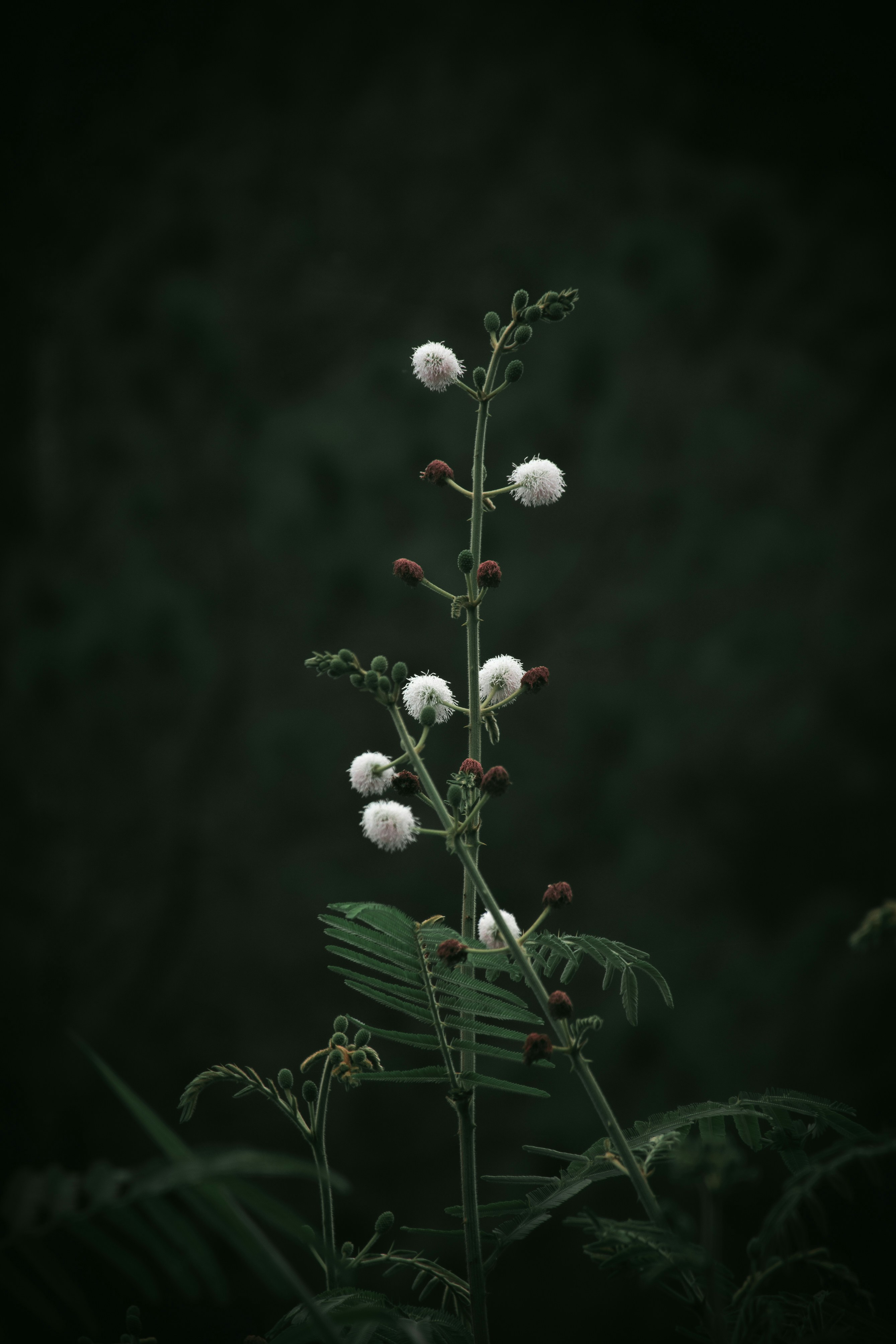 Midnight Pom-Poms: A solitary bloom against velvet green