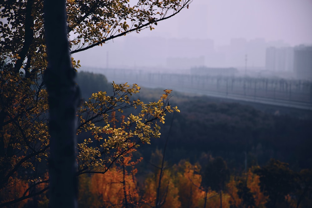 Une vue d’une ville depuis une forêt photo – Photo Henan Gratuite sur ... Une vue d’une ville depuis une forêt photo – Photo Henan Gratuite sur ...