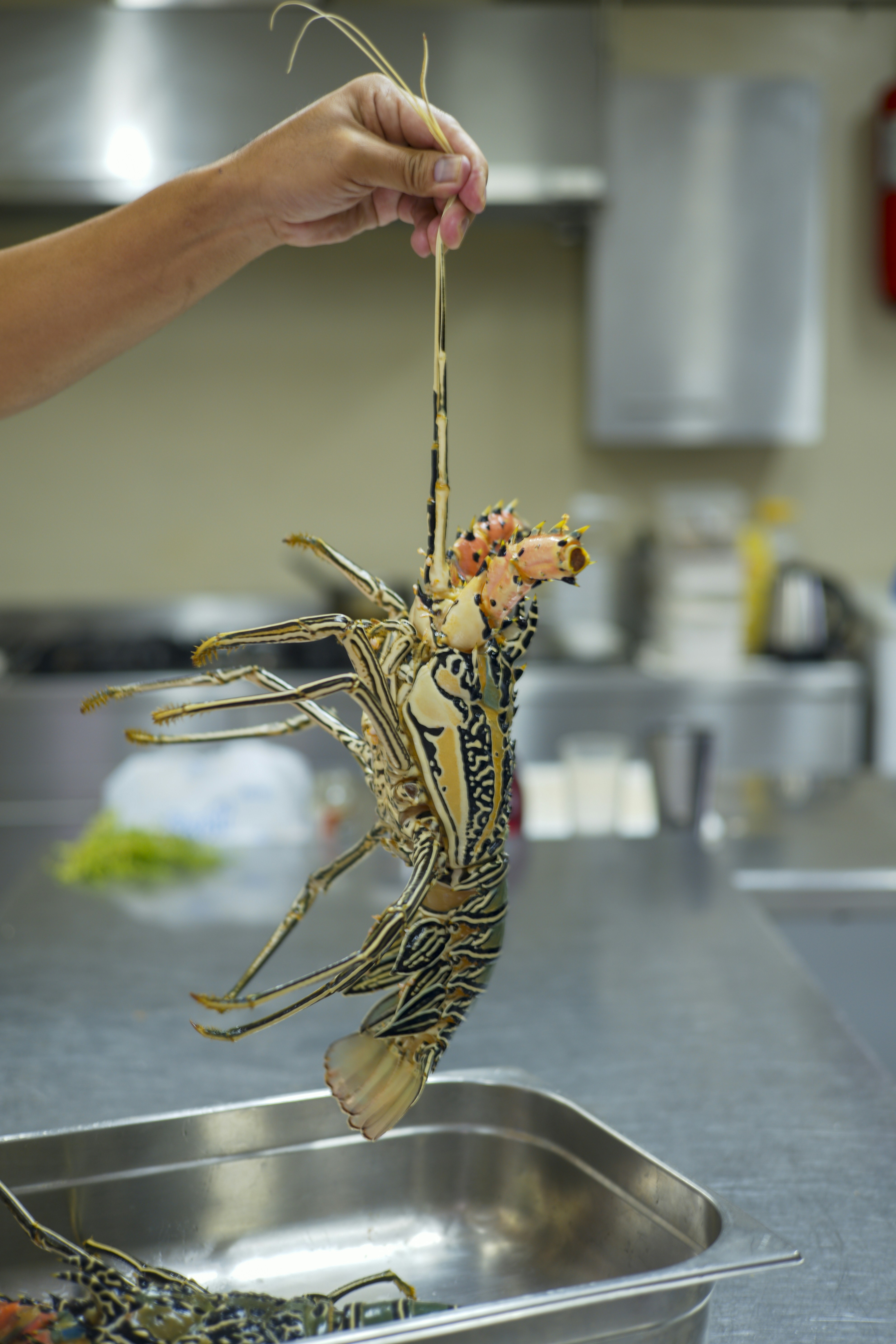 A hand holds a vibrant lobster above a stainless steel tray in a bustling kitchen environment.