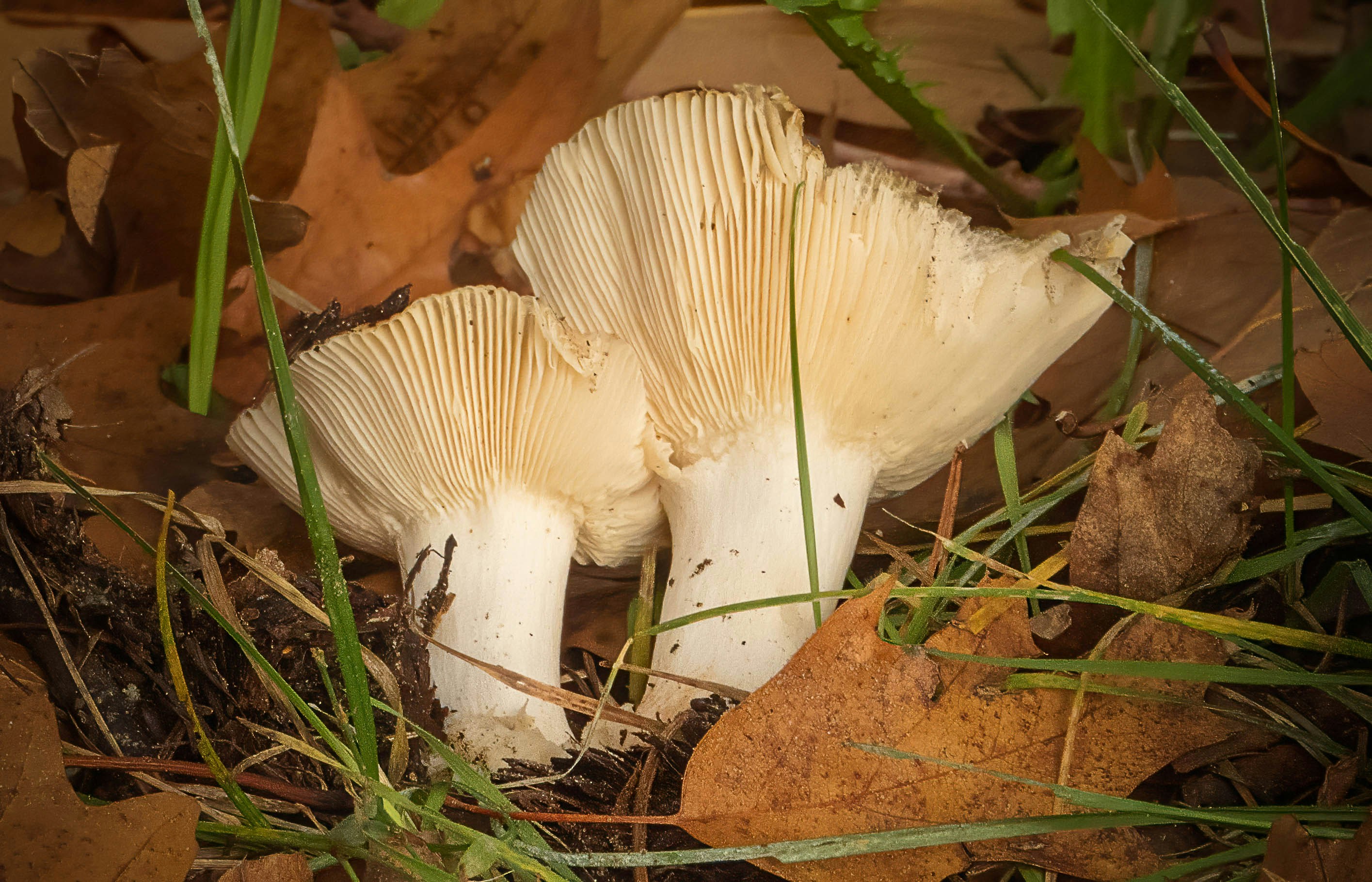 Two white mushrooms nestled among fallen leaves and green grass.