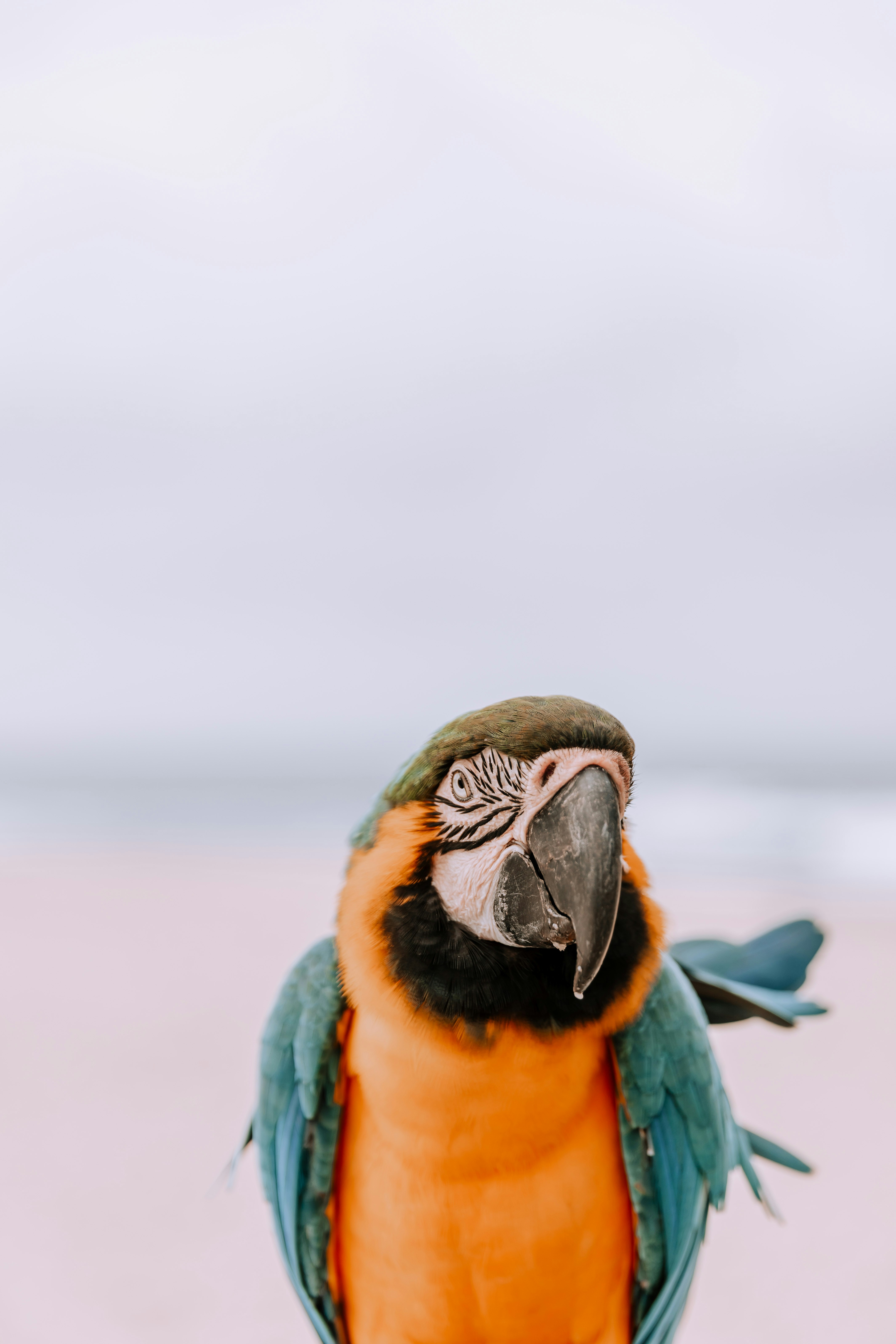 Blue-and-Gold Macaw Commands the Beach: A Close-Up Portrait Amid Soft Seaspray