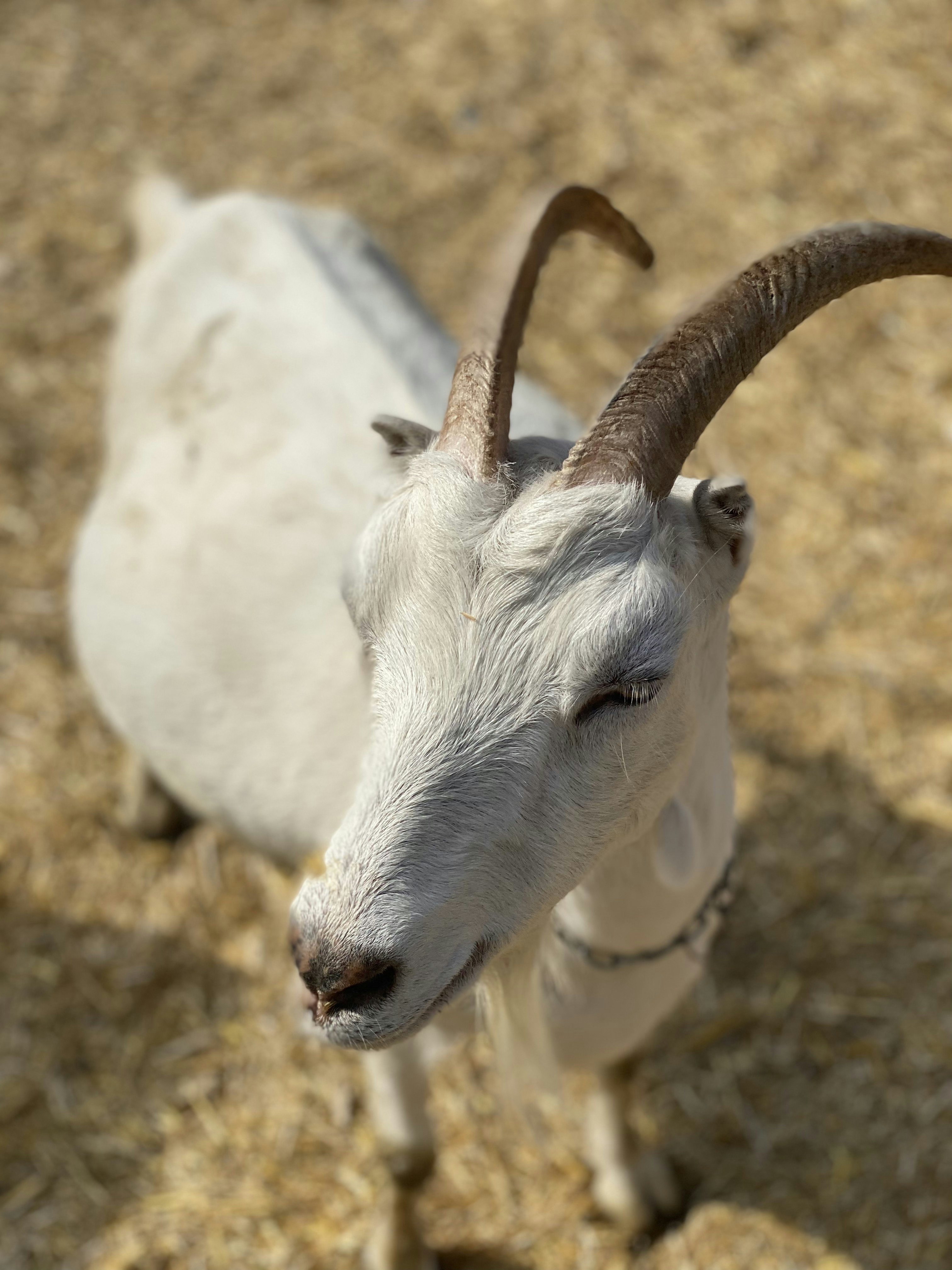 A goat with horns photo – Free Odessa oblast Image on Unsplash