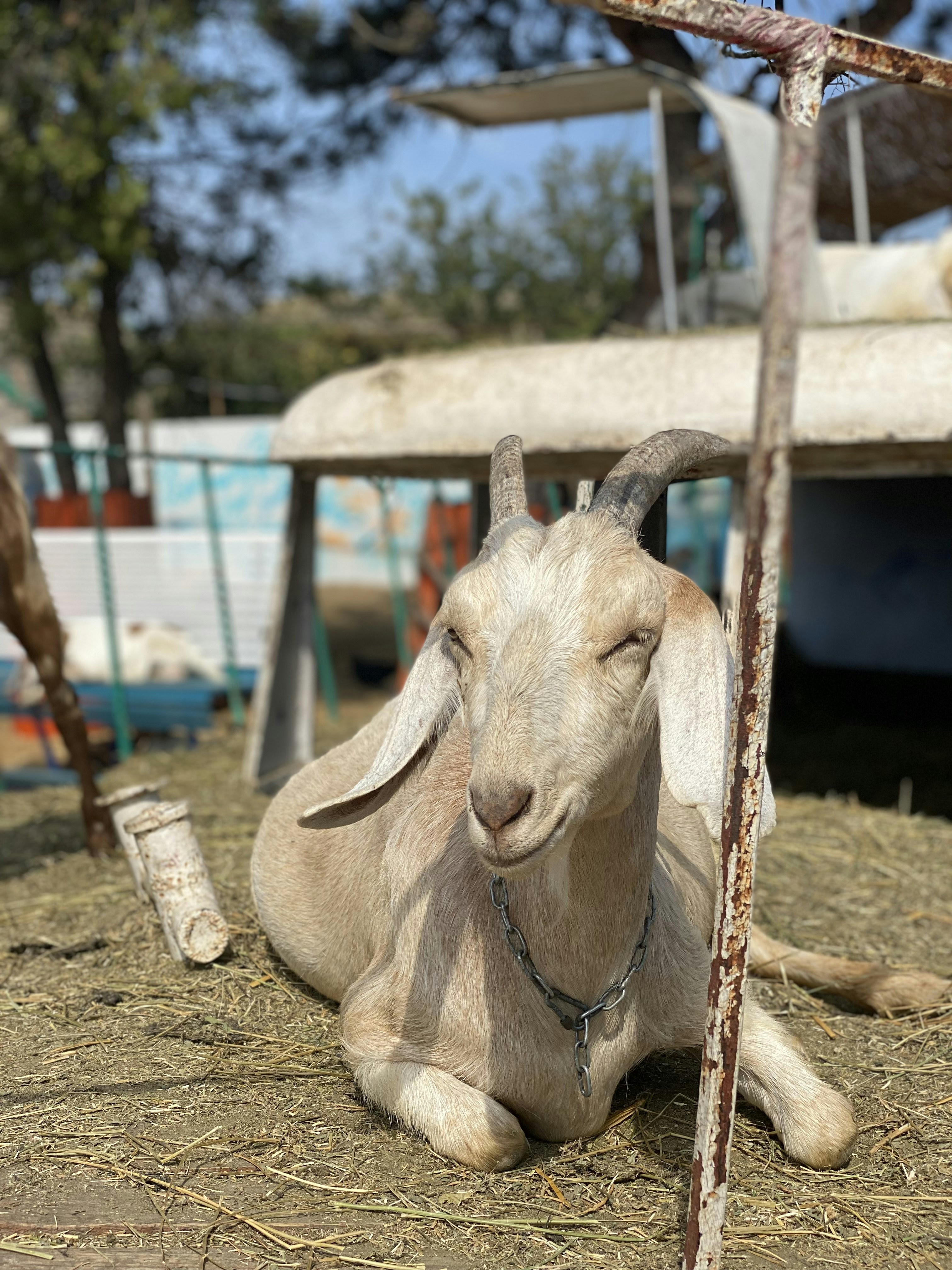 Sunlit Grace: A Calm Goat Pausing in a Rustic Farmyard