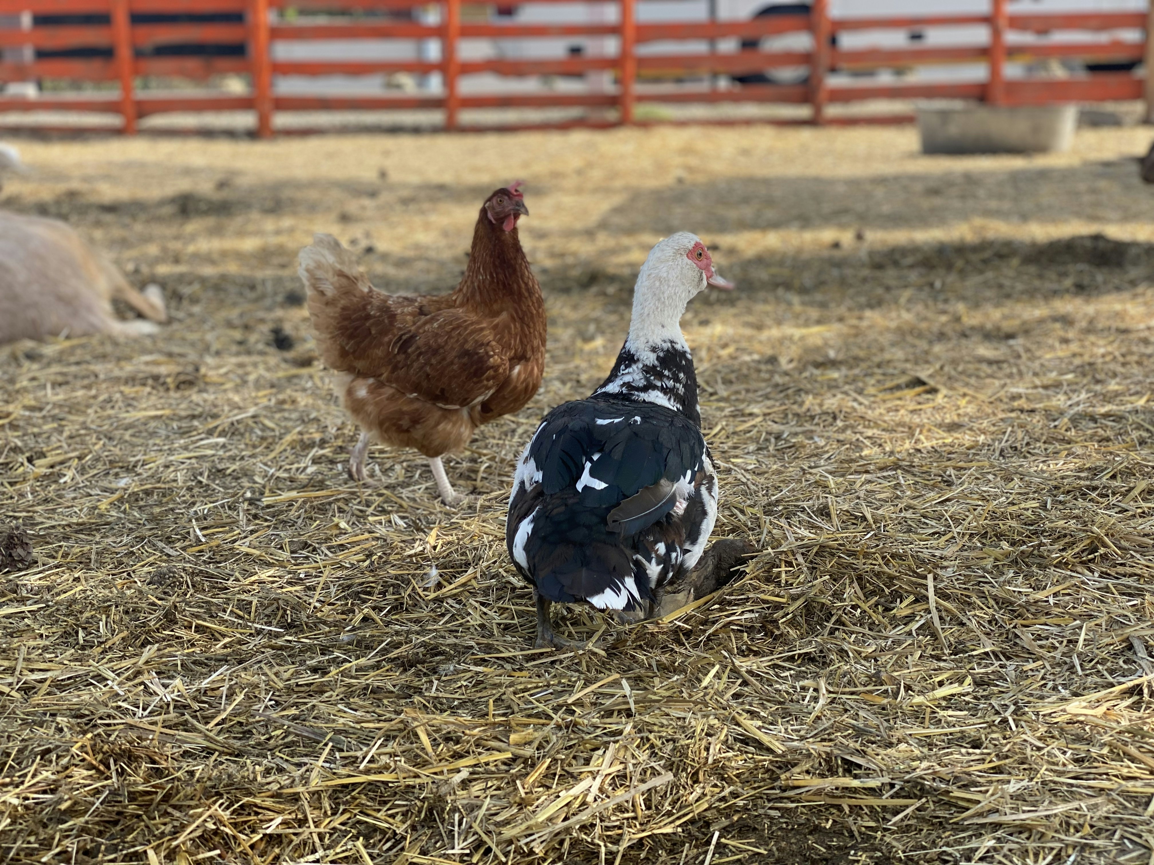 Straw Yard Spotlight: White-Black Hen with a Brown Companion