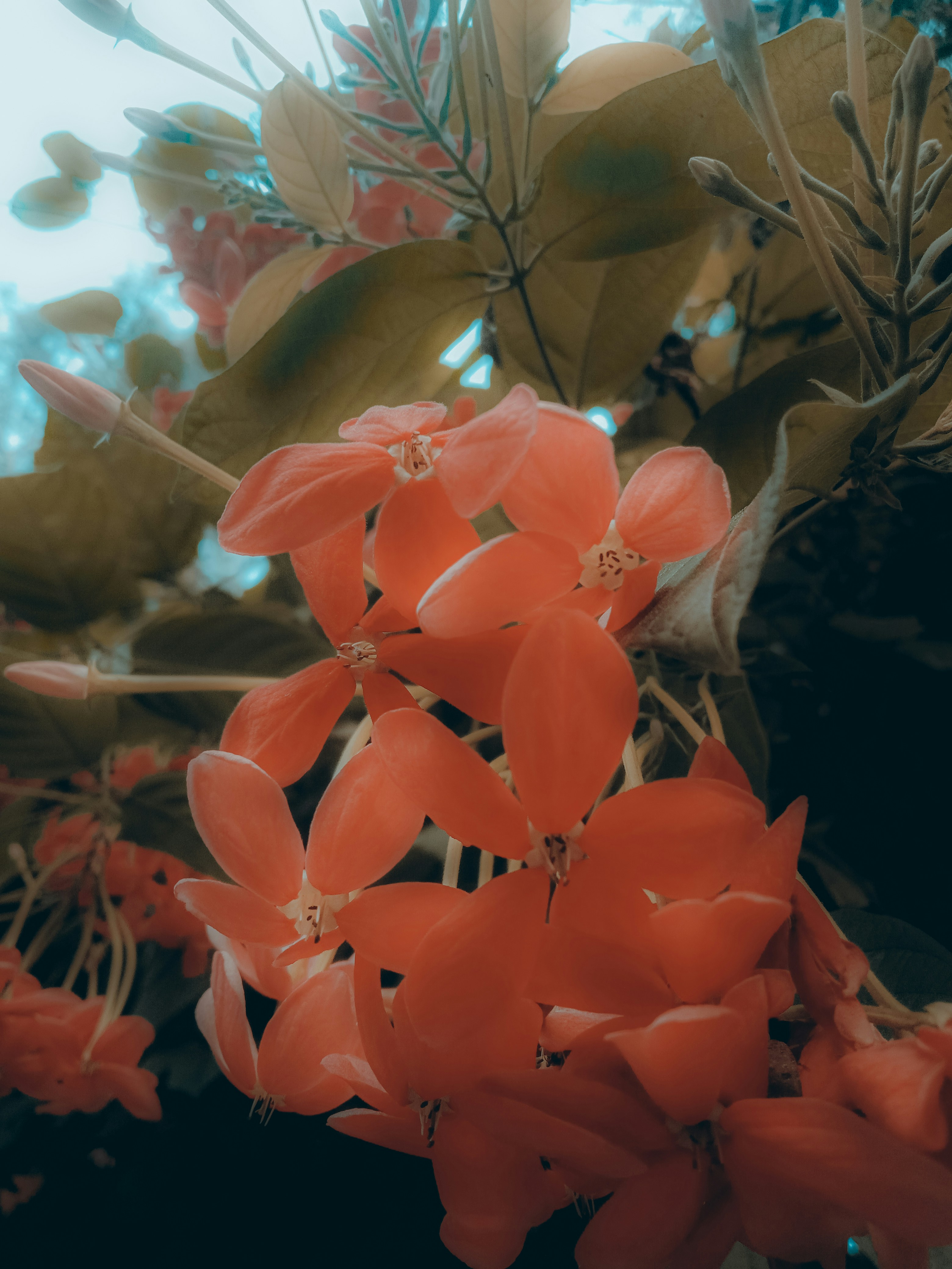 Coral Blossoms Under a Teal Veil: A Close-Up Floral Portrait