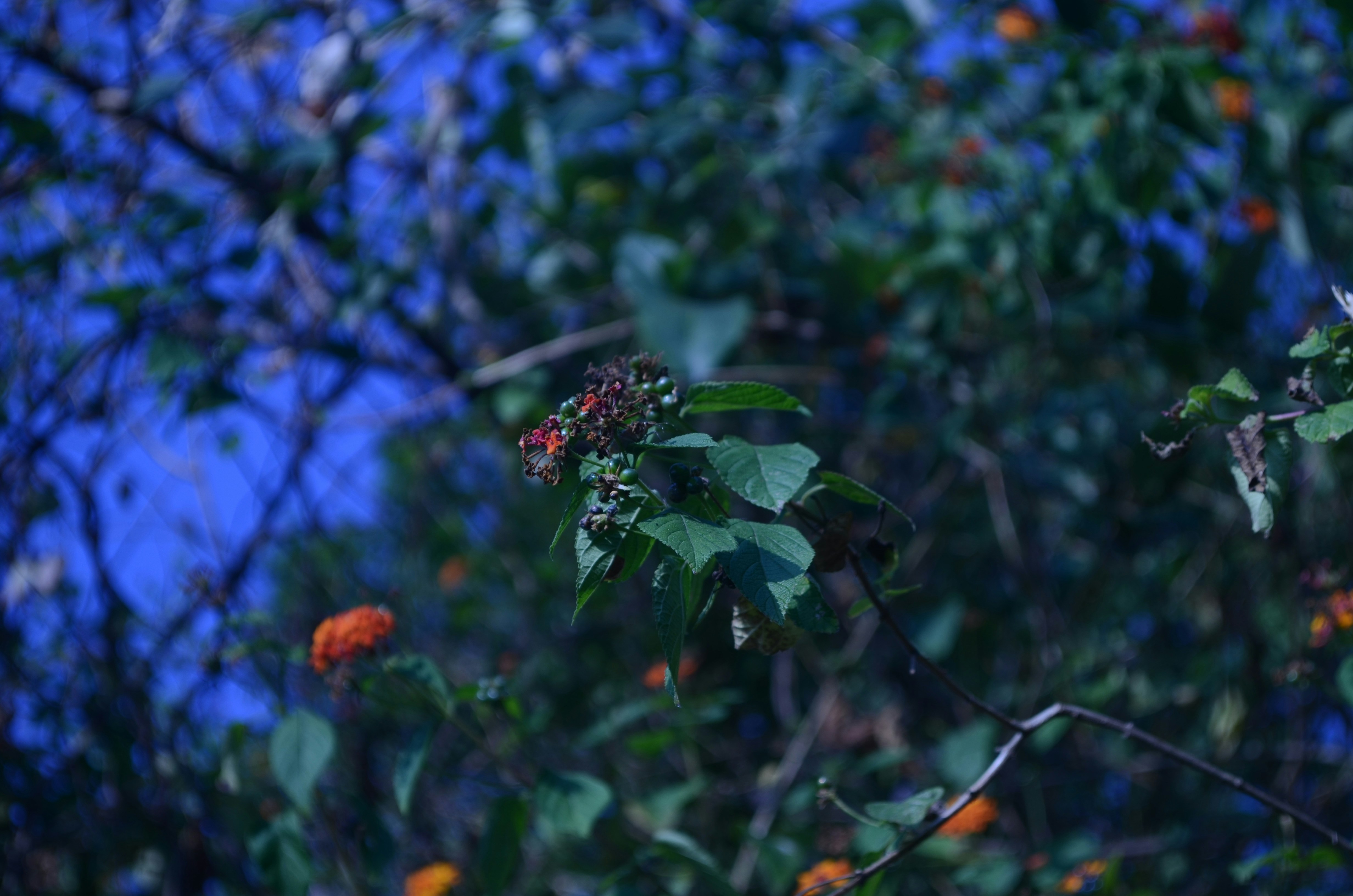 a tree with berries